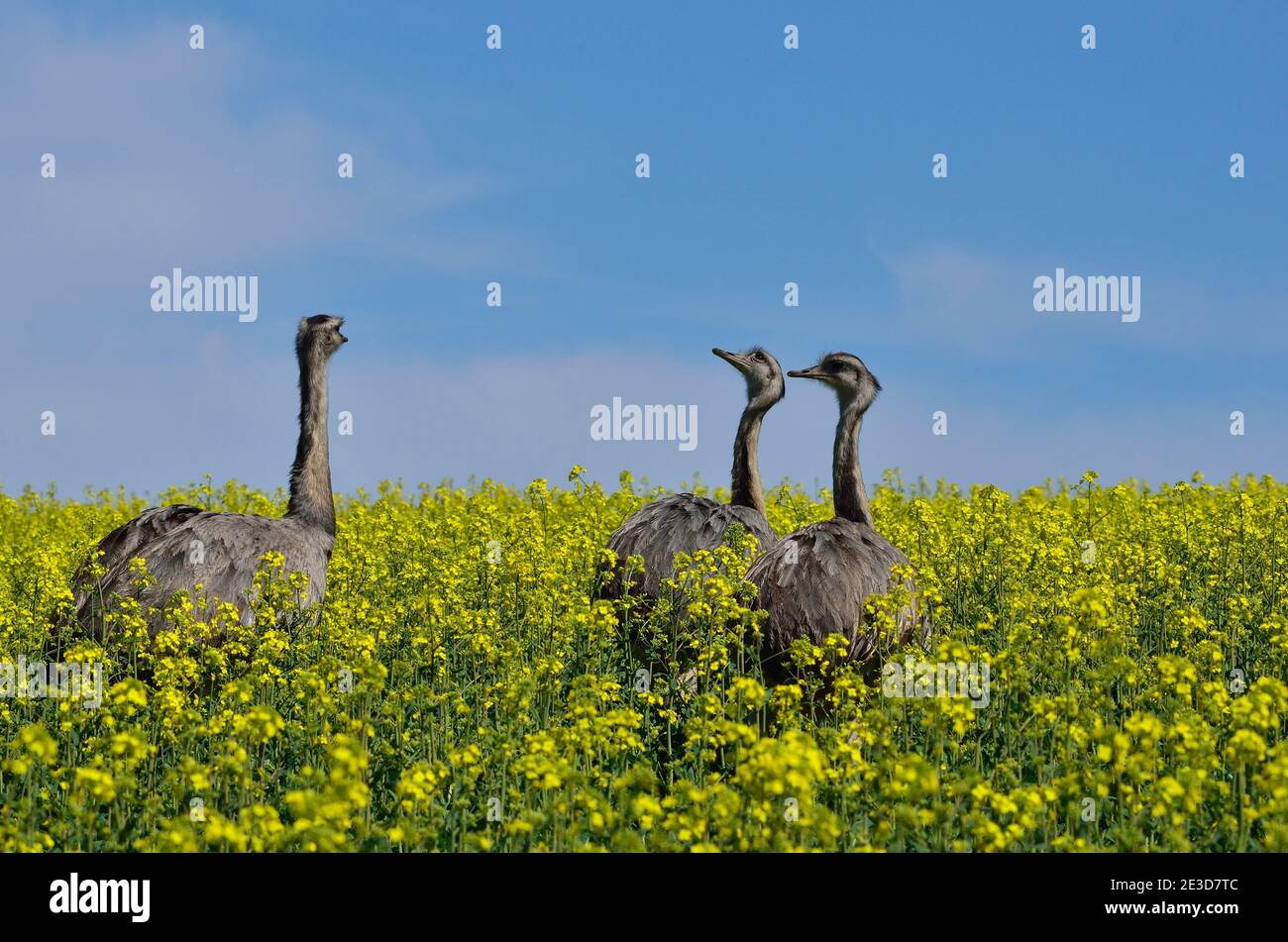 Rhea species hi-res stock photography and images - Alamy