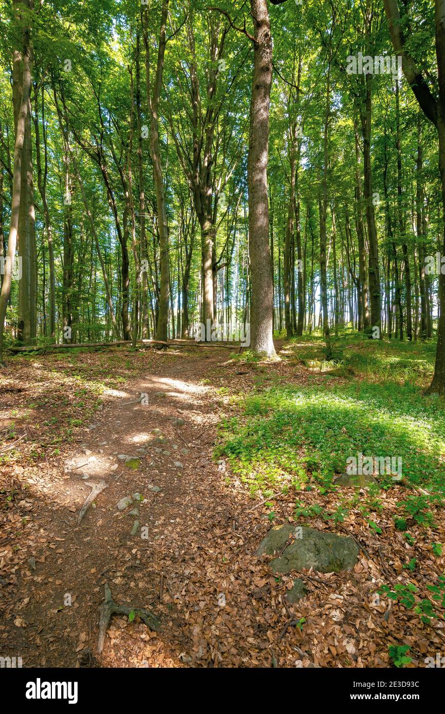 beech trees with fresh green foliage in sunlight. path through ...