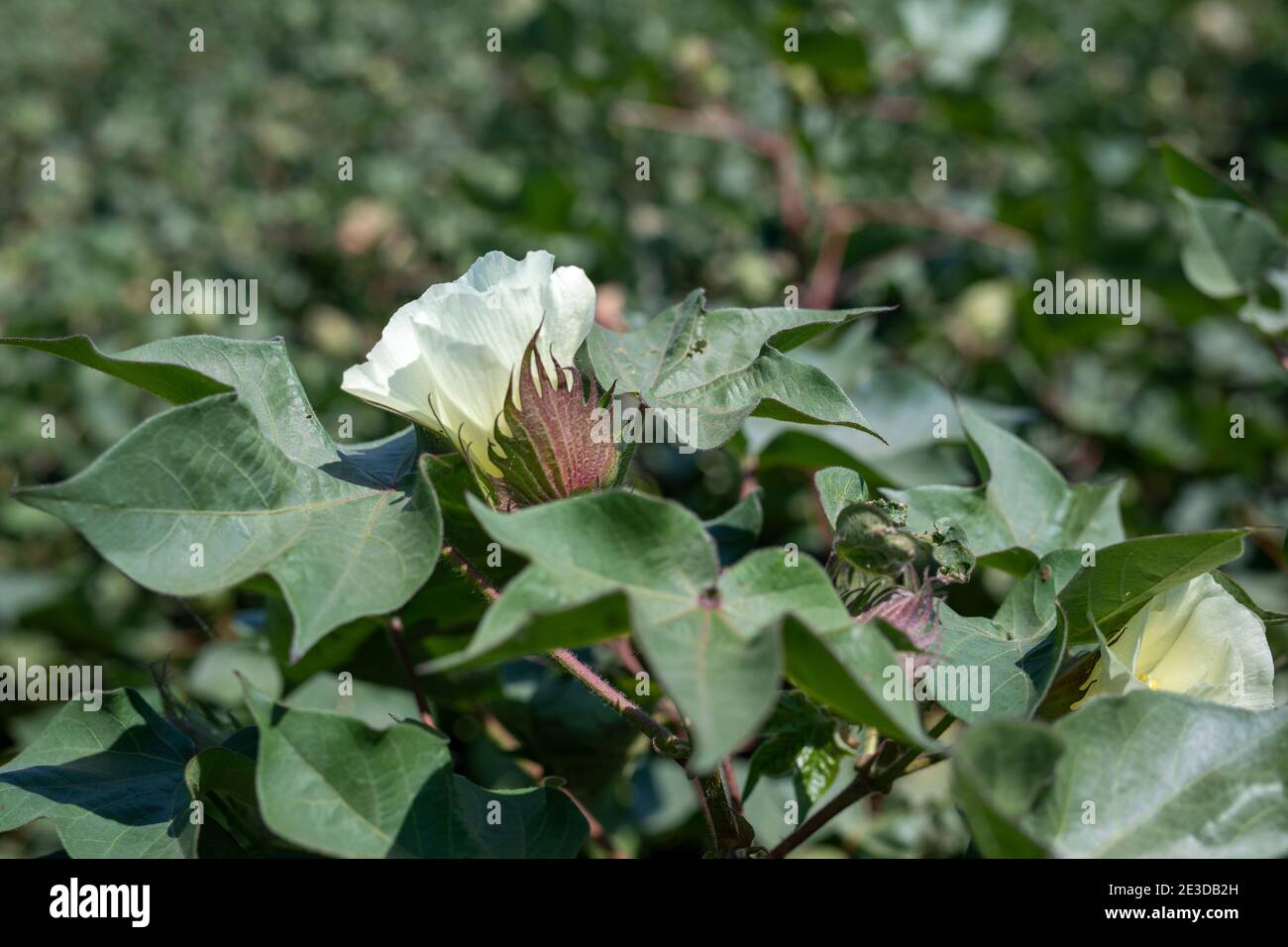 Cotton plant bloom field hi-res stock photography and images - Alamy