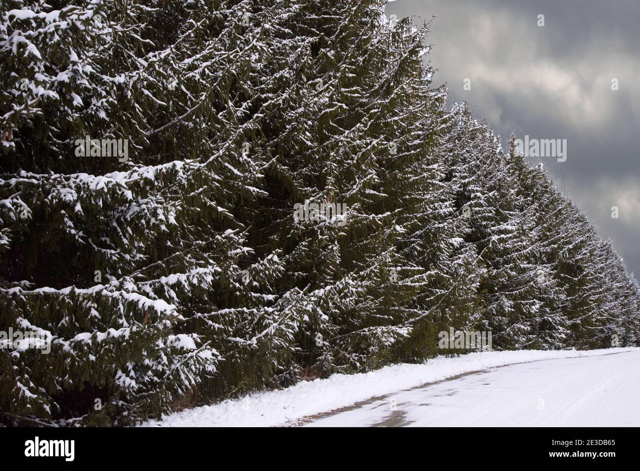 Row of tall green fur trees with a frosting covering of fresh snow line ...