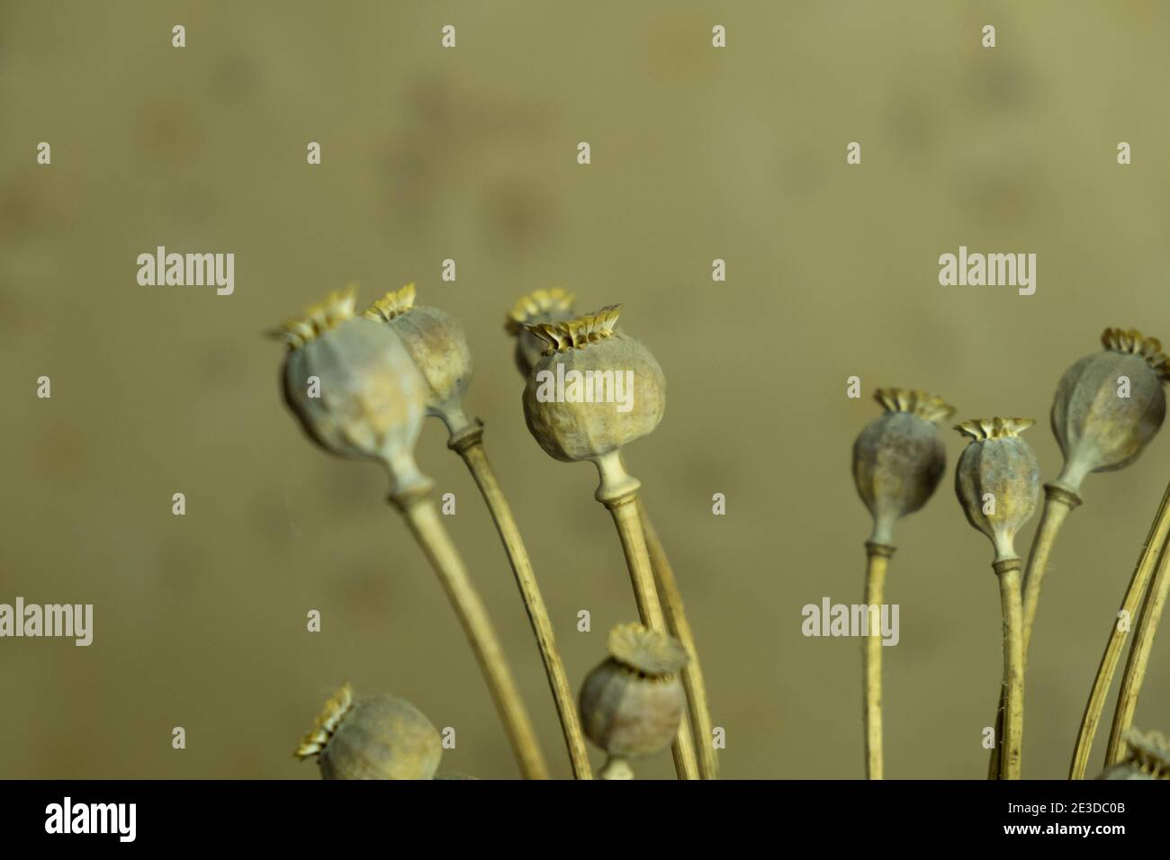 Natural texture dried poppy hi-res stock photography and images - Alamy
