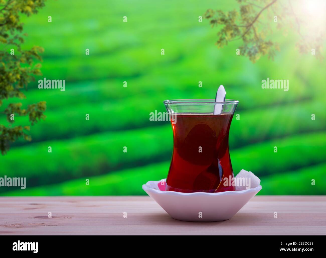 Black tea field hi-res stock photography and images - Alamy