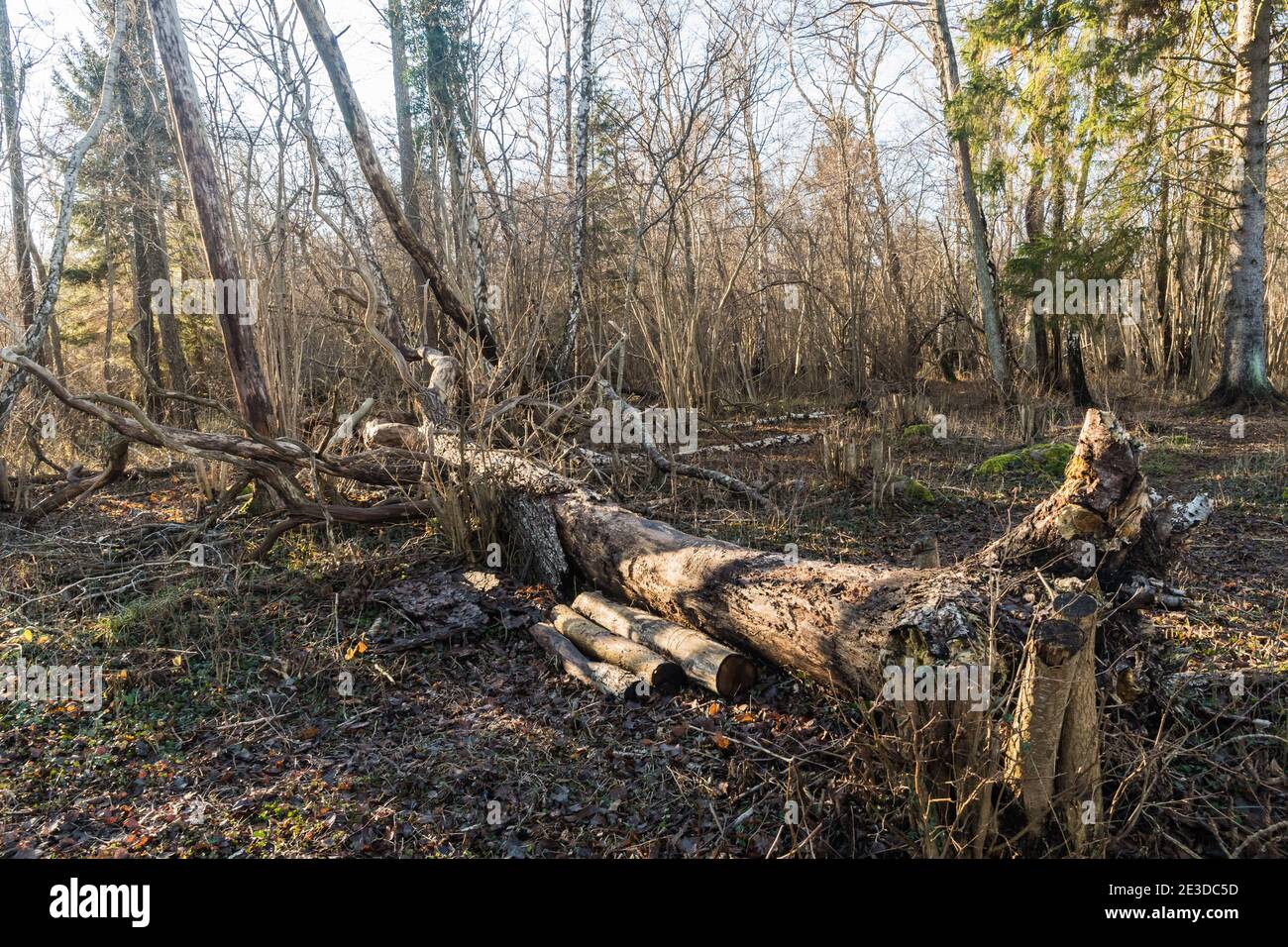 Old fallen tree trunk in a nature reserve Stock Photo - Alamy