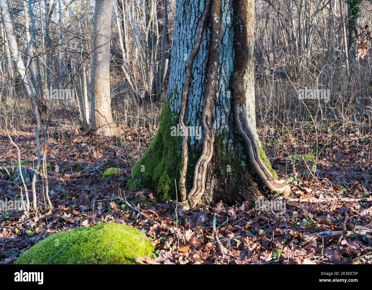 Big tree trunk with growing Ivy roots in a deciduous forest Stock Photo ...