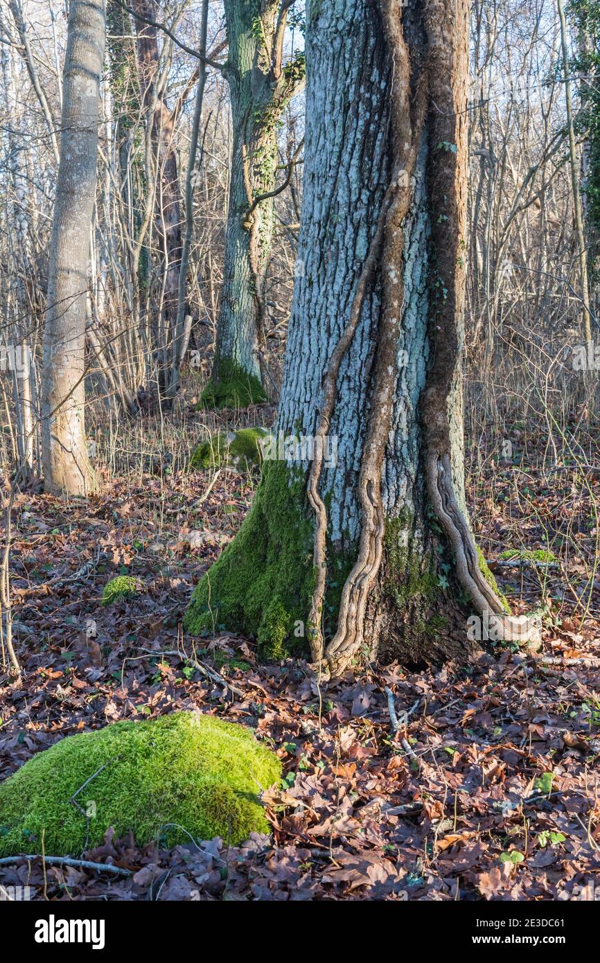 Ivy roots on a big tree trunk in a nature reserve Stock Photo - Alamy