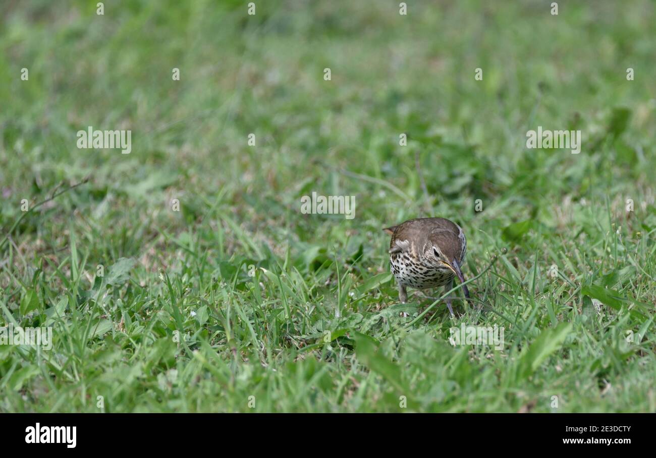 Winged worms hi-res stock photography and images - Alamy