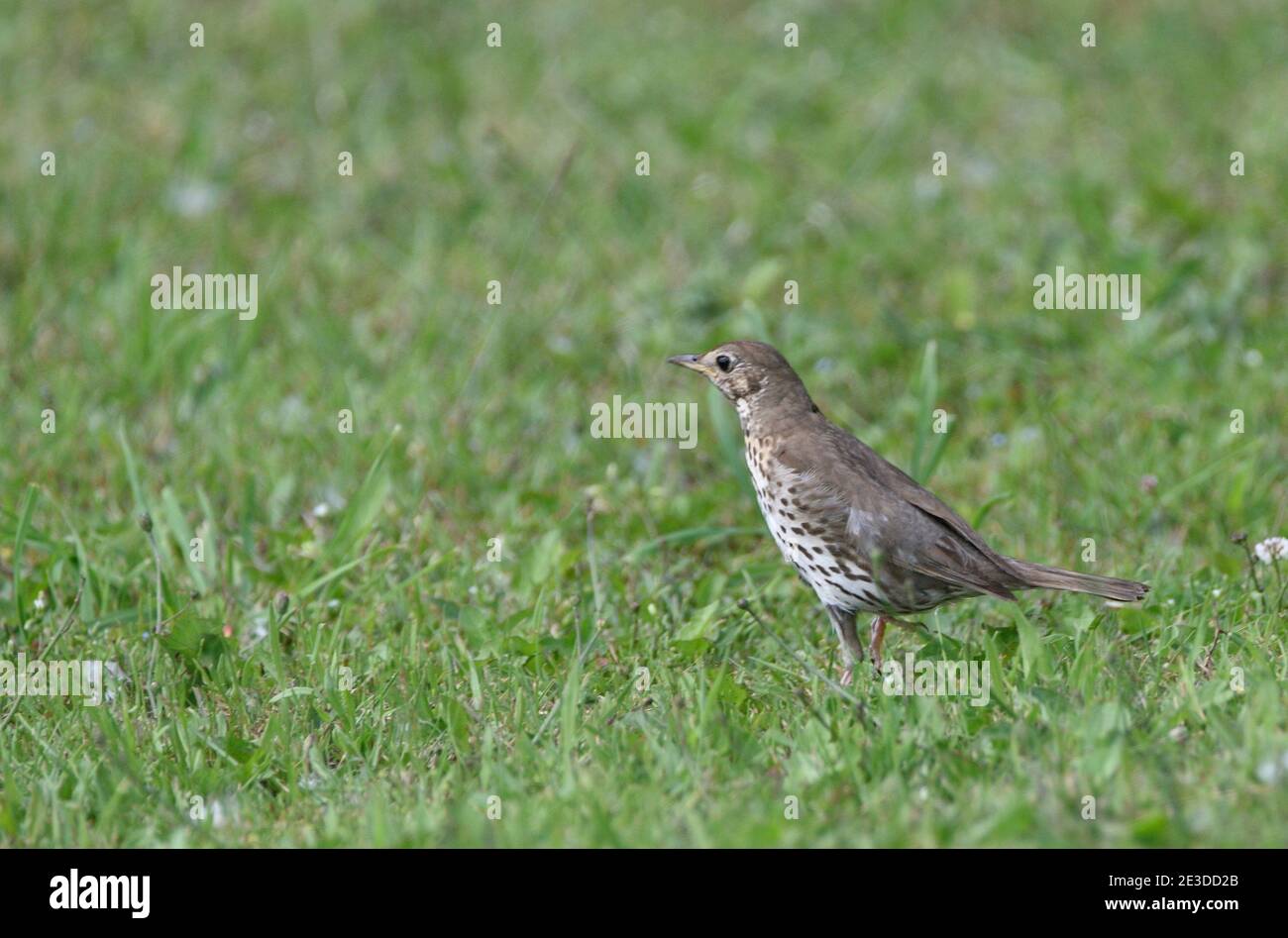 Winged worms hi-res stock photography and images - Alamy