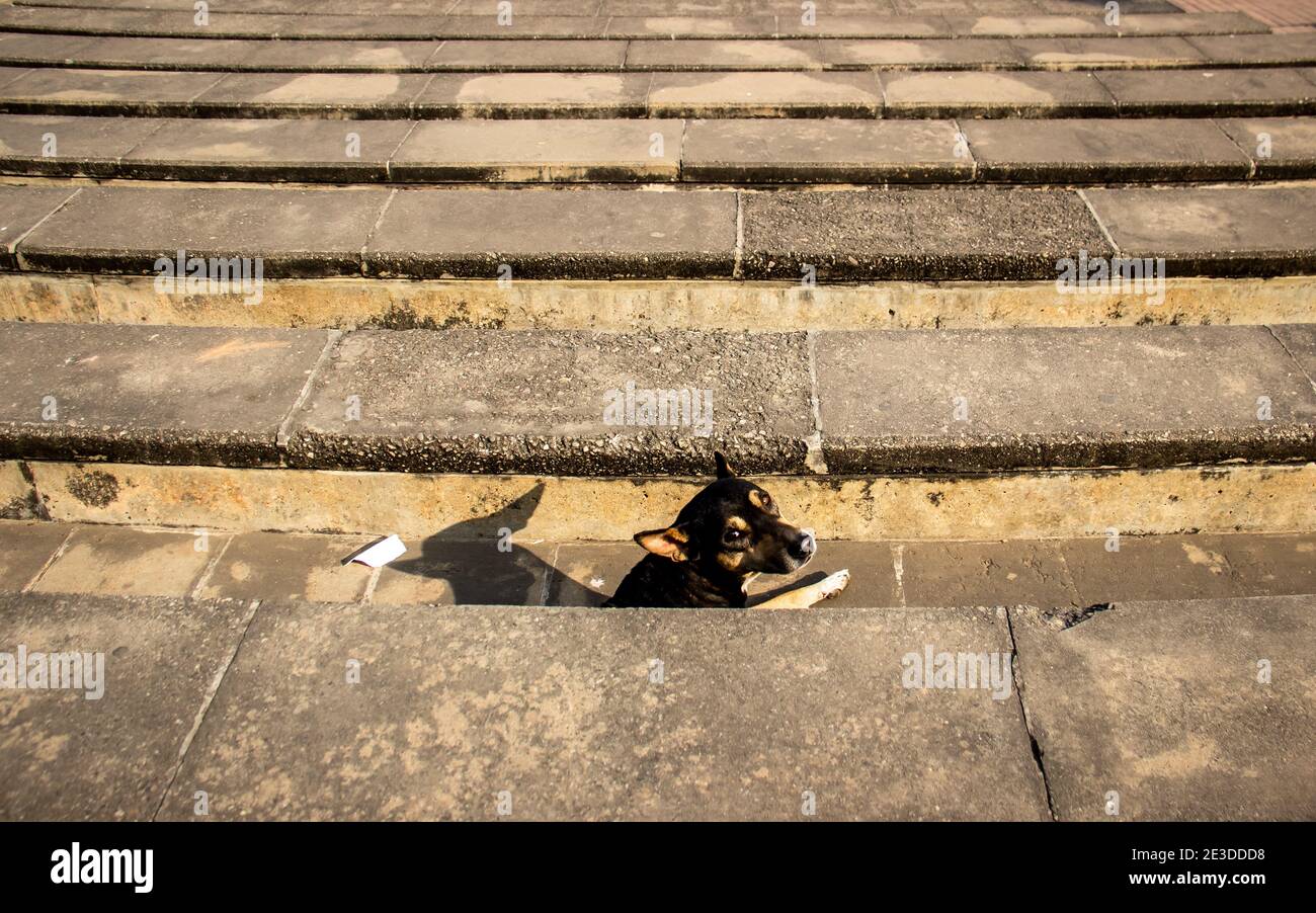 The rare motion of street dog I captured this image from Dhaka ...