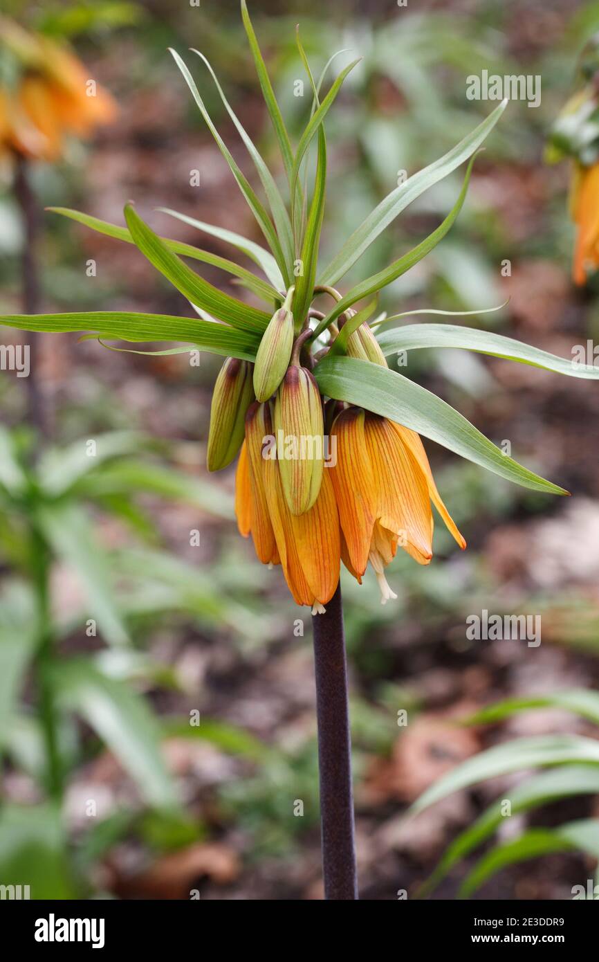Orange flower crown imperial hi-res stock photography and images - Alamy