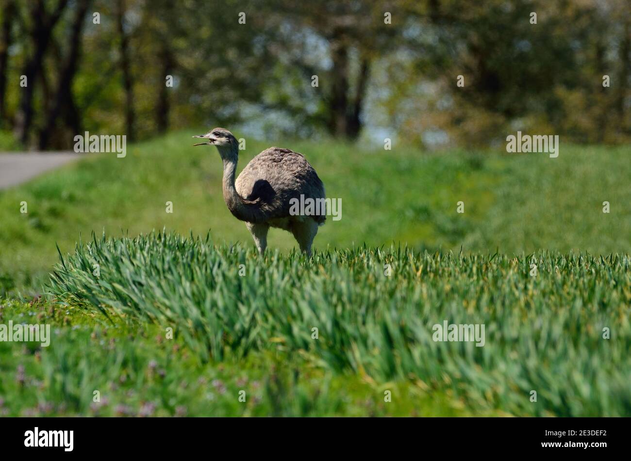 Common rhea hi-res stock photography and images - Alamy