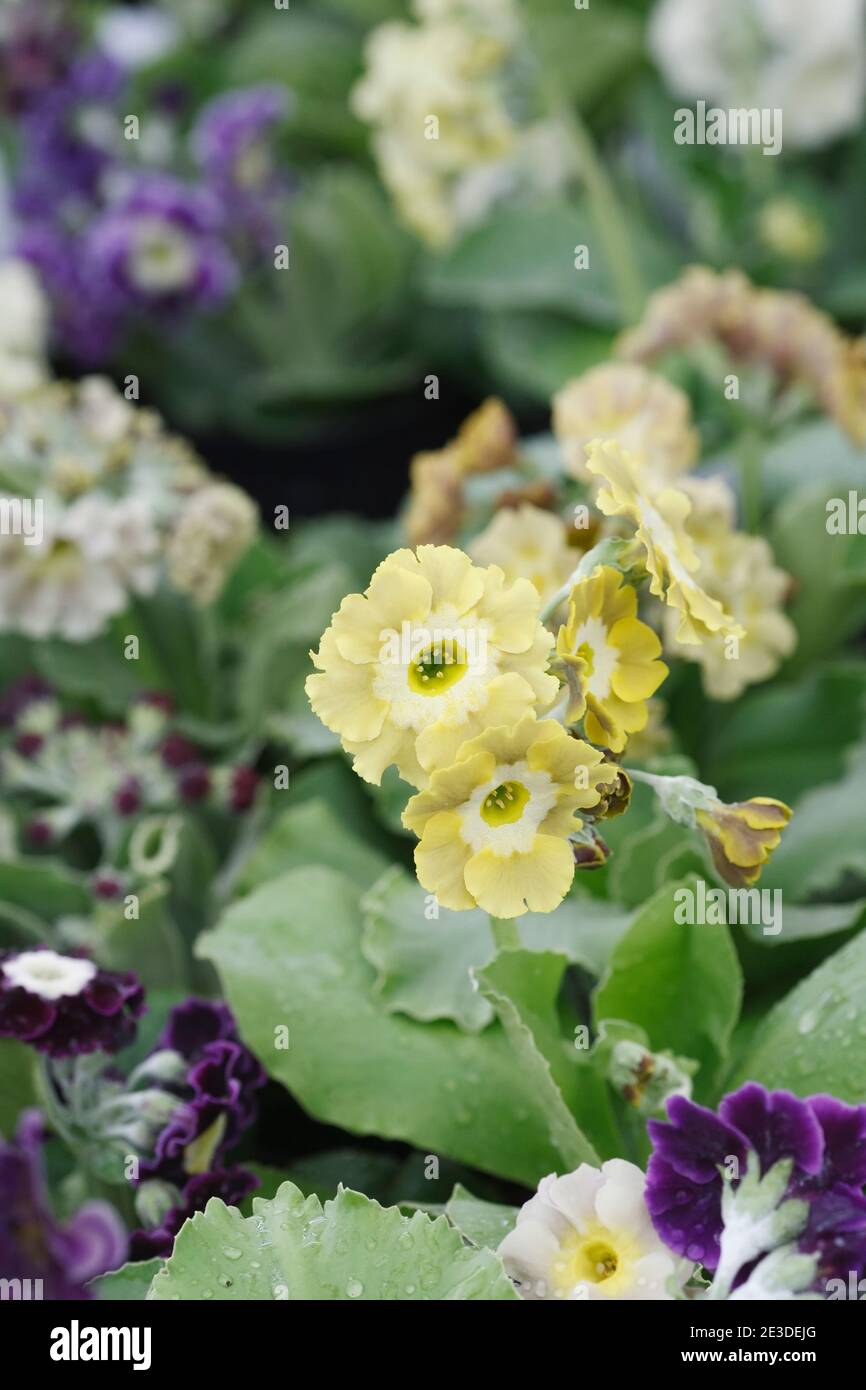 Flower auriculas hi-res stock photography and images - Alamy