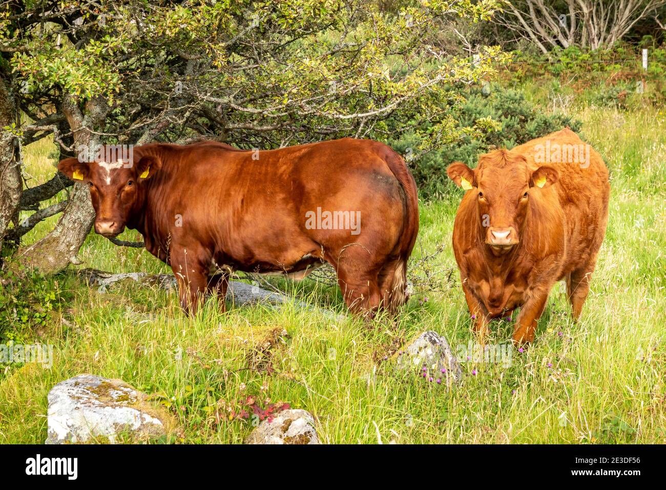 Cow calf livestock cattle farming ruminant ireland hi-res stock ...