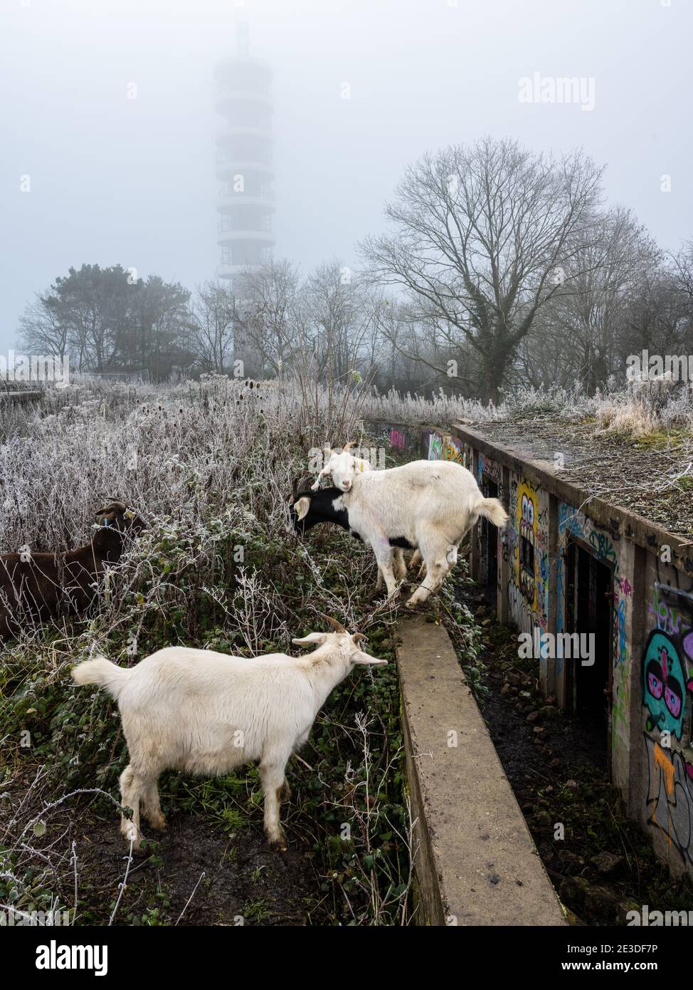 Goats graze beside the derelict remains of the Purdown Heavy Anti ...