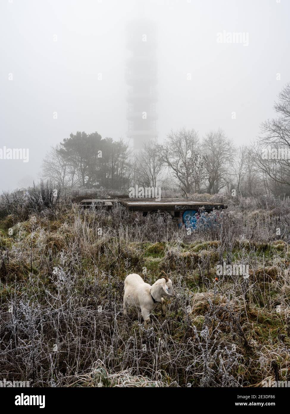 A goat grazes on scrubland beside the derelict remains of the Purdown ...