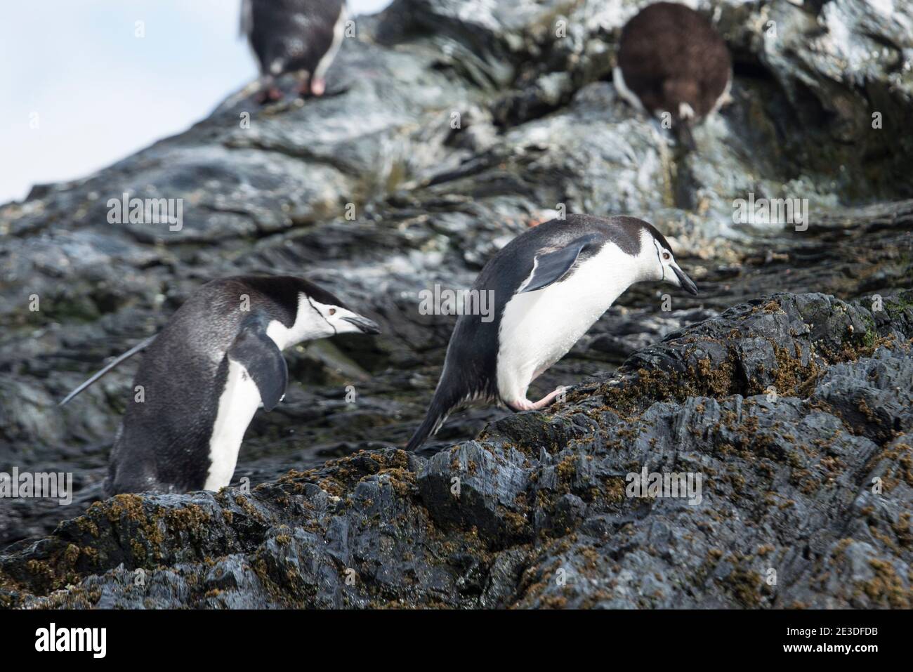 Chinstrap penguins ( Pygoscelis antarcticus ) Cooper bay, South Georgia ...