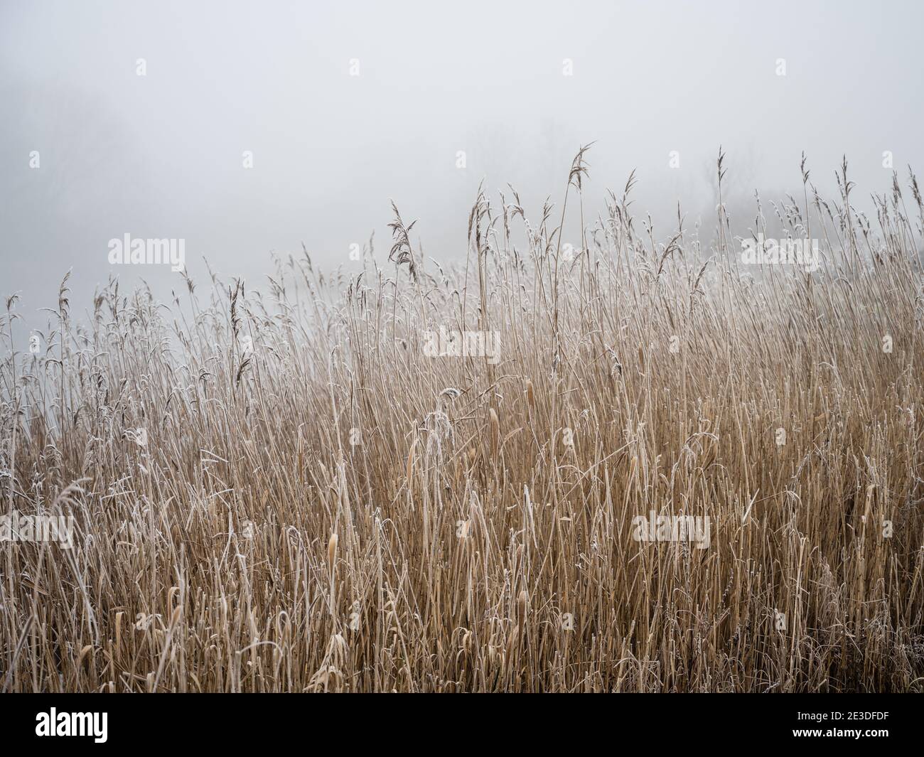 Grasses In Frost High Resolution Stock Photography and Images - Alamy