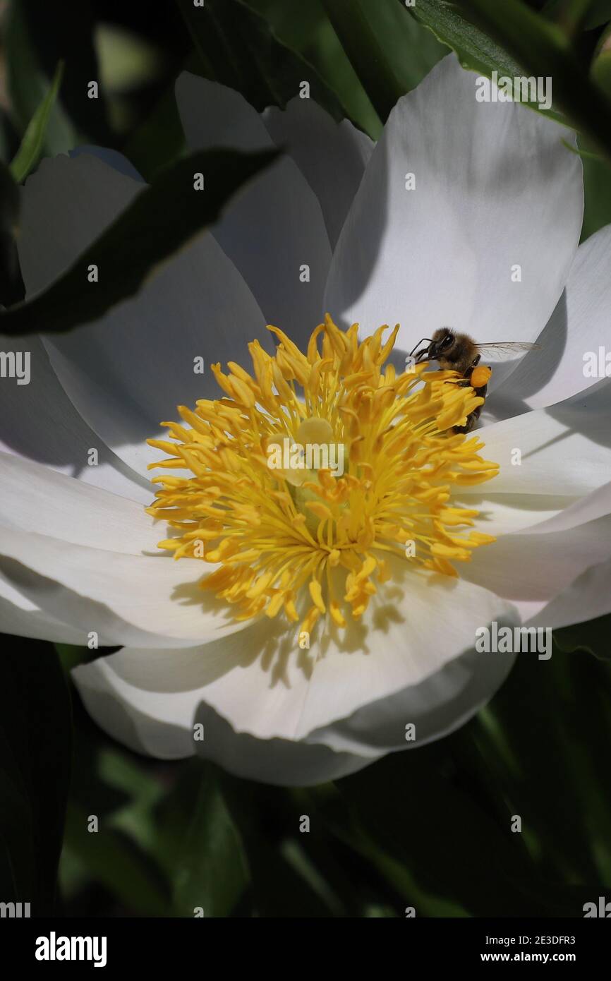 A bee collects nectar on a peony Stock Photo - Alamy
