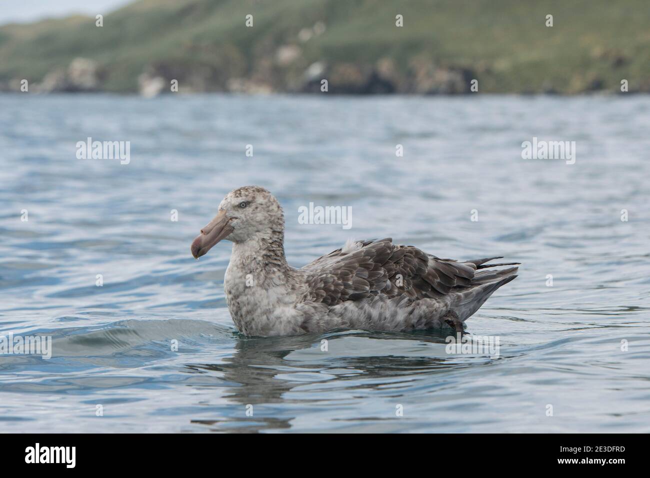 Northern Giant Petrel, Macronectes halli, Also called Halls giant ...