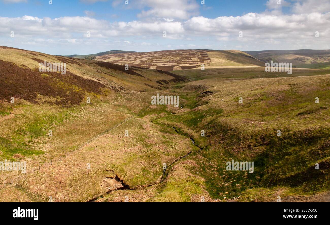 Sheep graze on peat moors in the Moorfoot Hills in the Southern Uplands ...