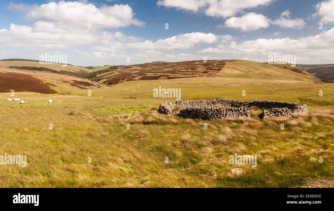 Sheep grazing on scottish hills hi-res stock photography and images - Alamy