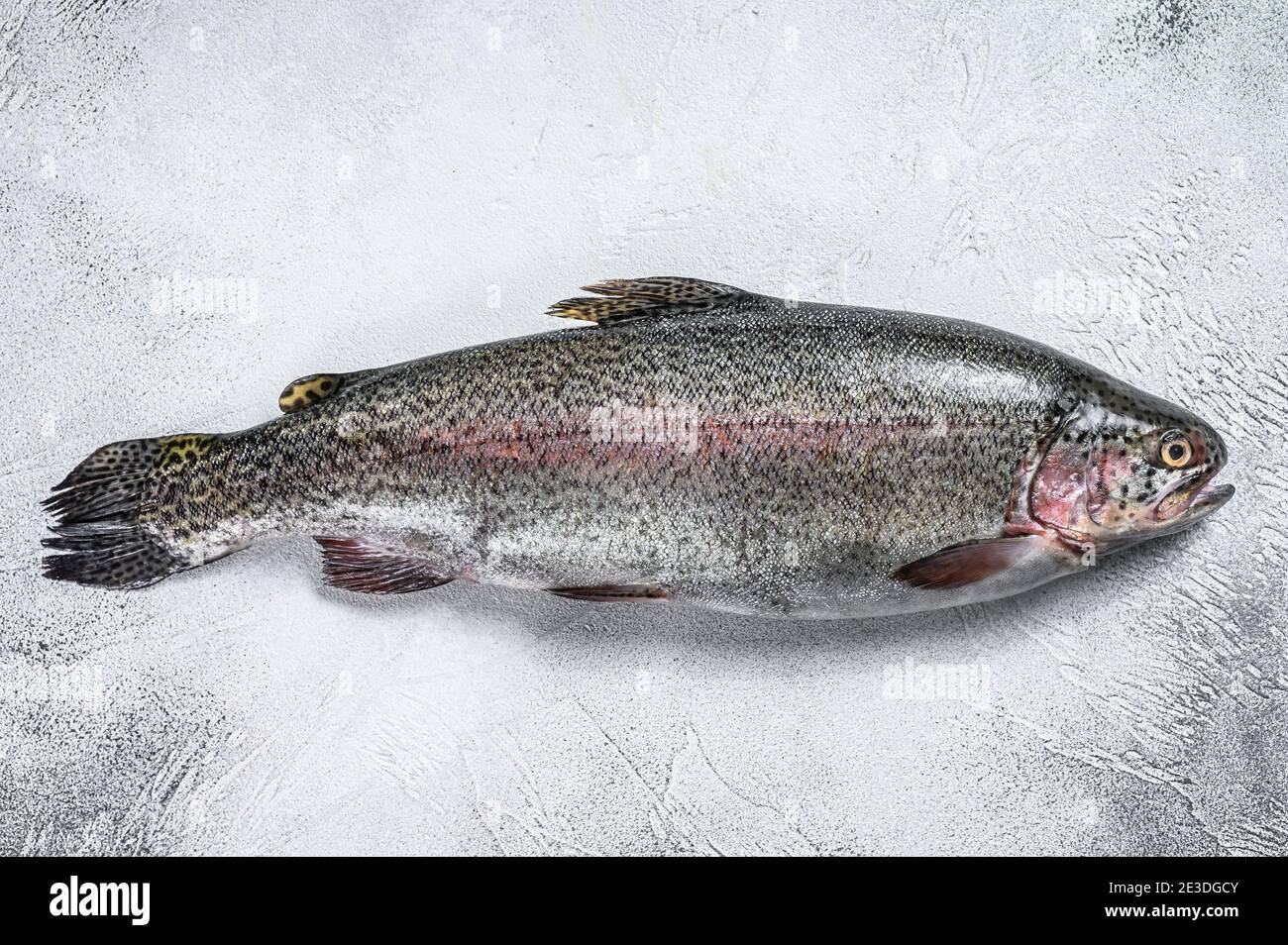 Raw Rainbow trout fish on a table. White background. Top view Stock ...