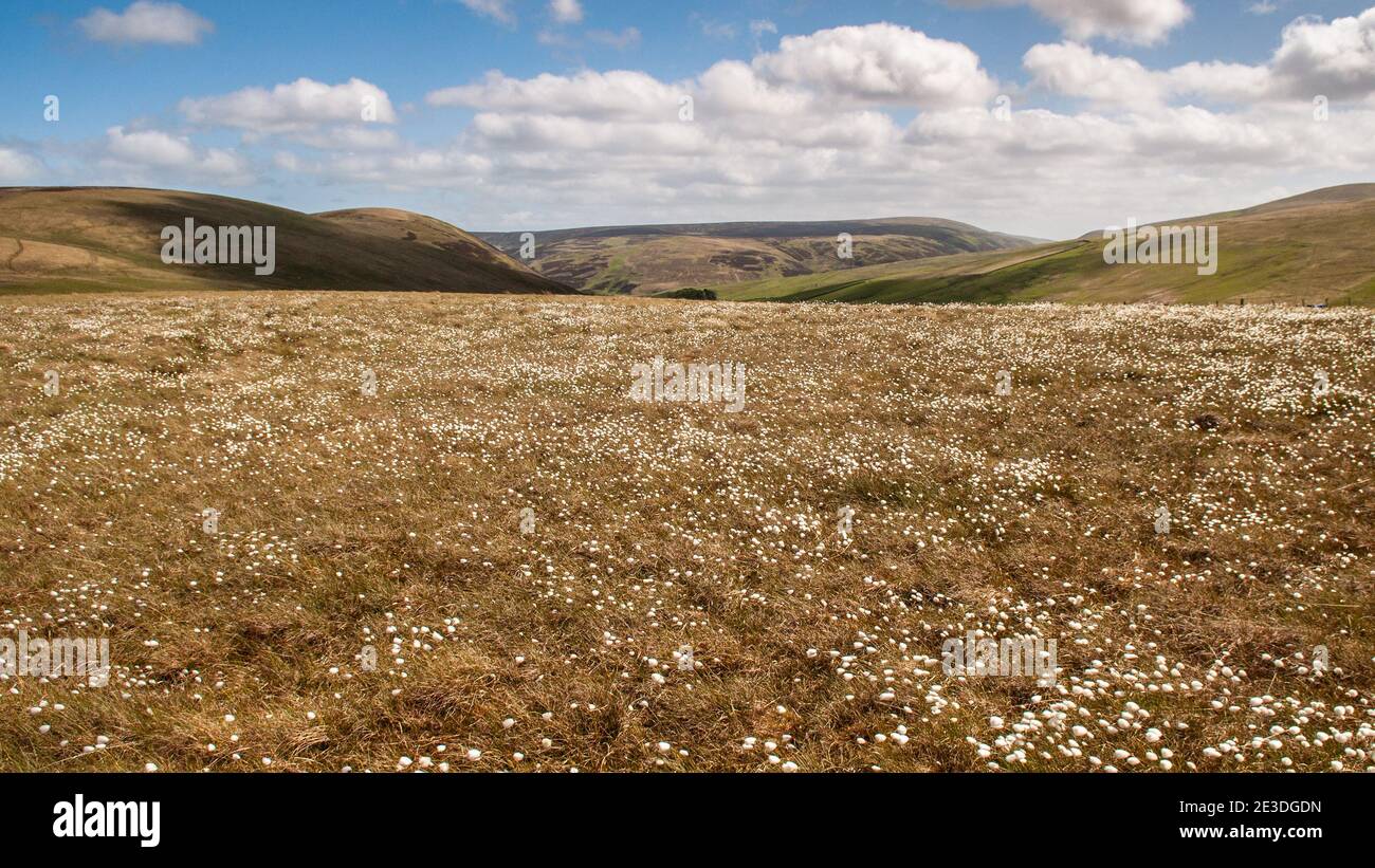 White cottongrass flowers fill a moorland field high in the Moorfoot ...