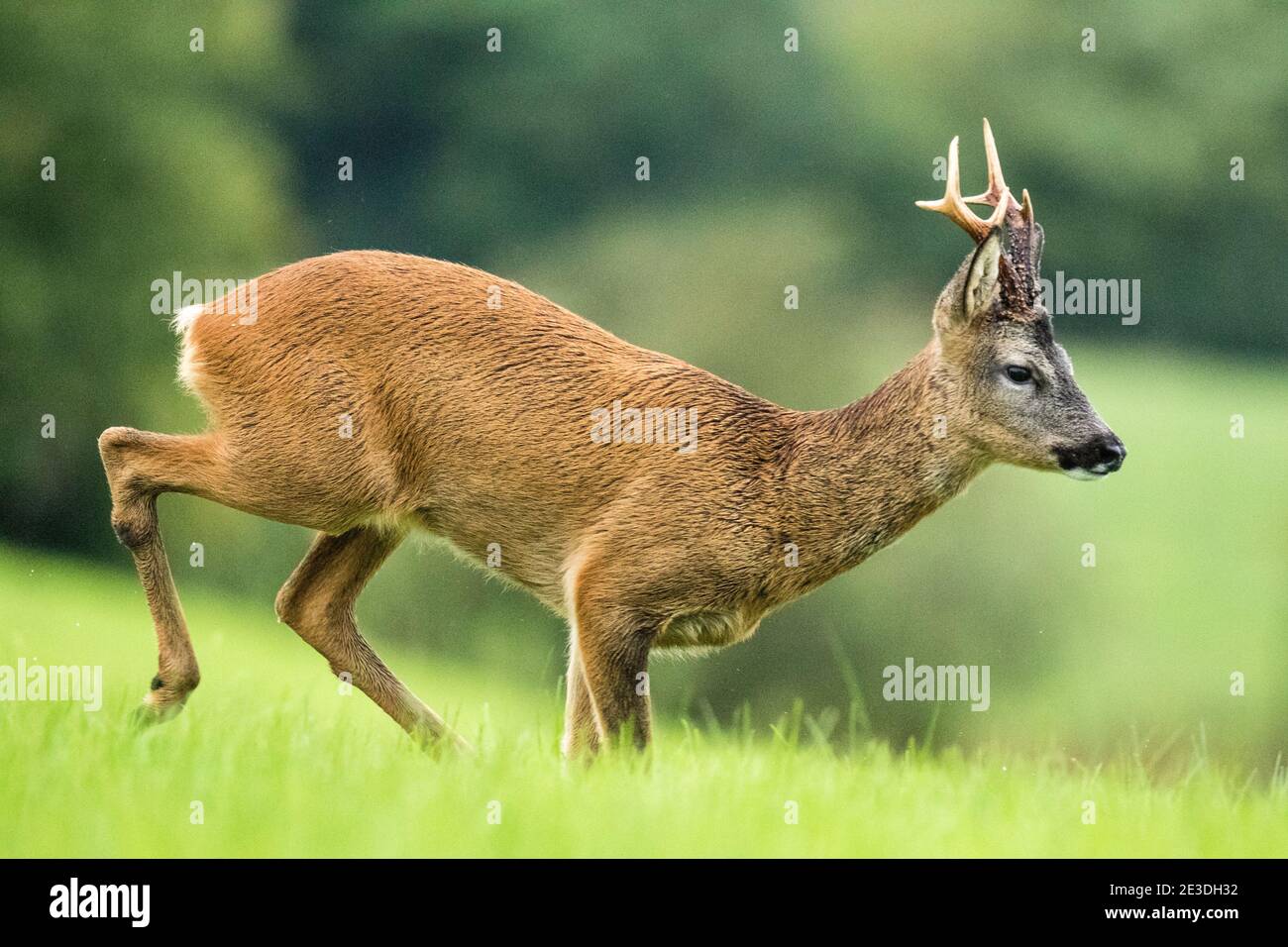 European Roe Deer (Capreolus capreolus Stock Photo - Alamy