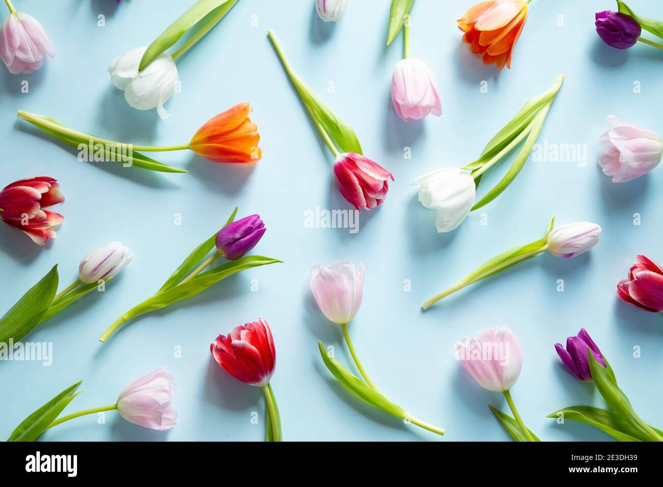 Blue tulip pattern hi-res stock photography and images - Alamy