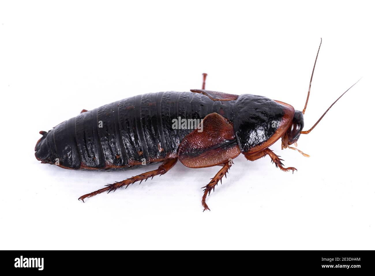 Argentinian wood roach aka Blaptica dubia, isolated on white background ...