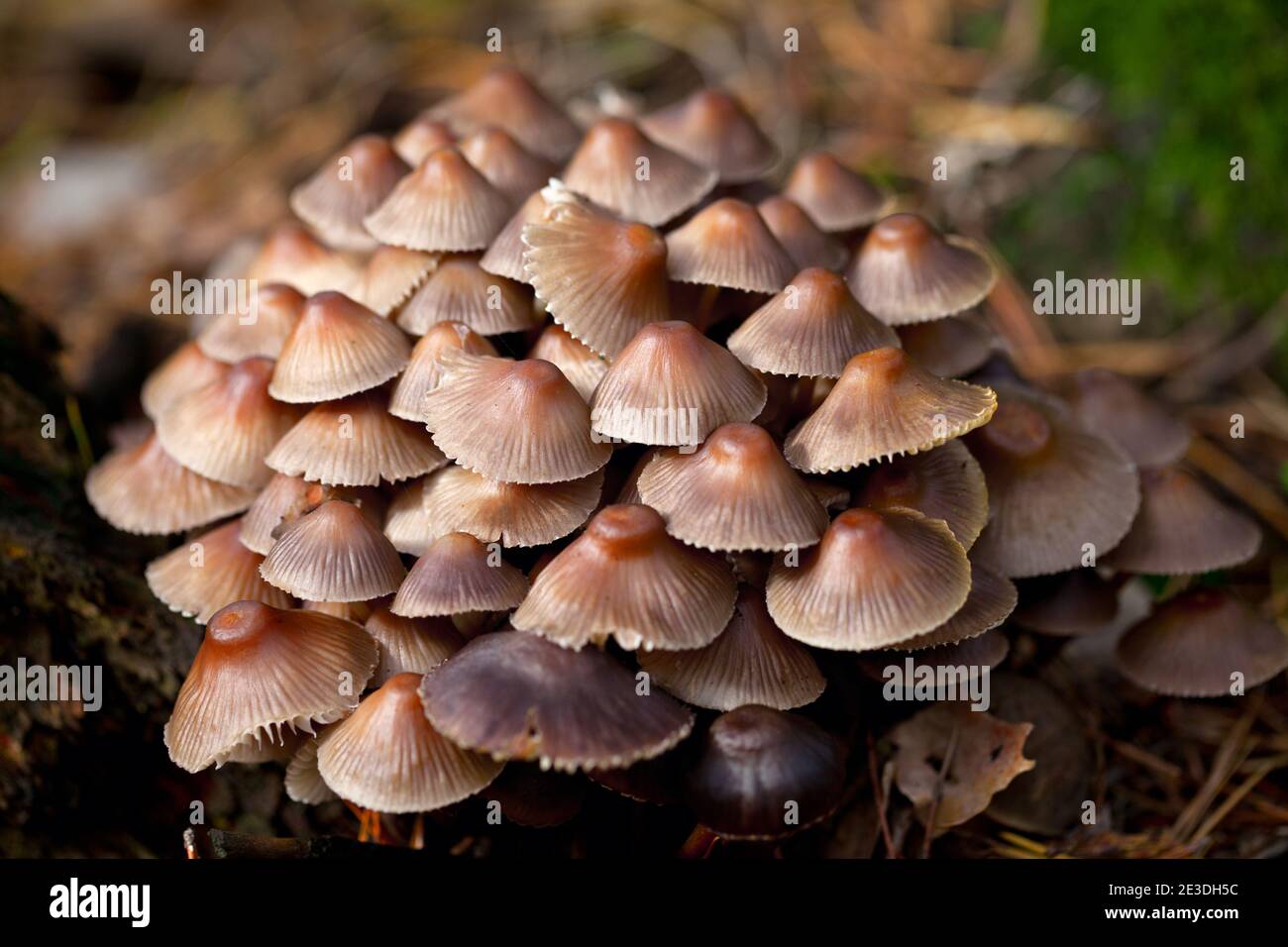 Mycena mushrooms grow in clusters on rotting wood. Close-up view Stock ...