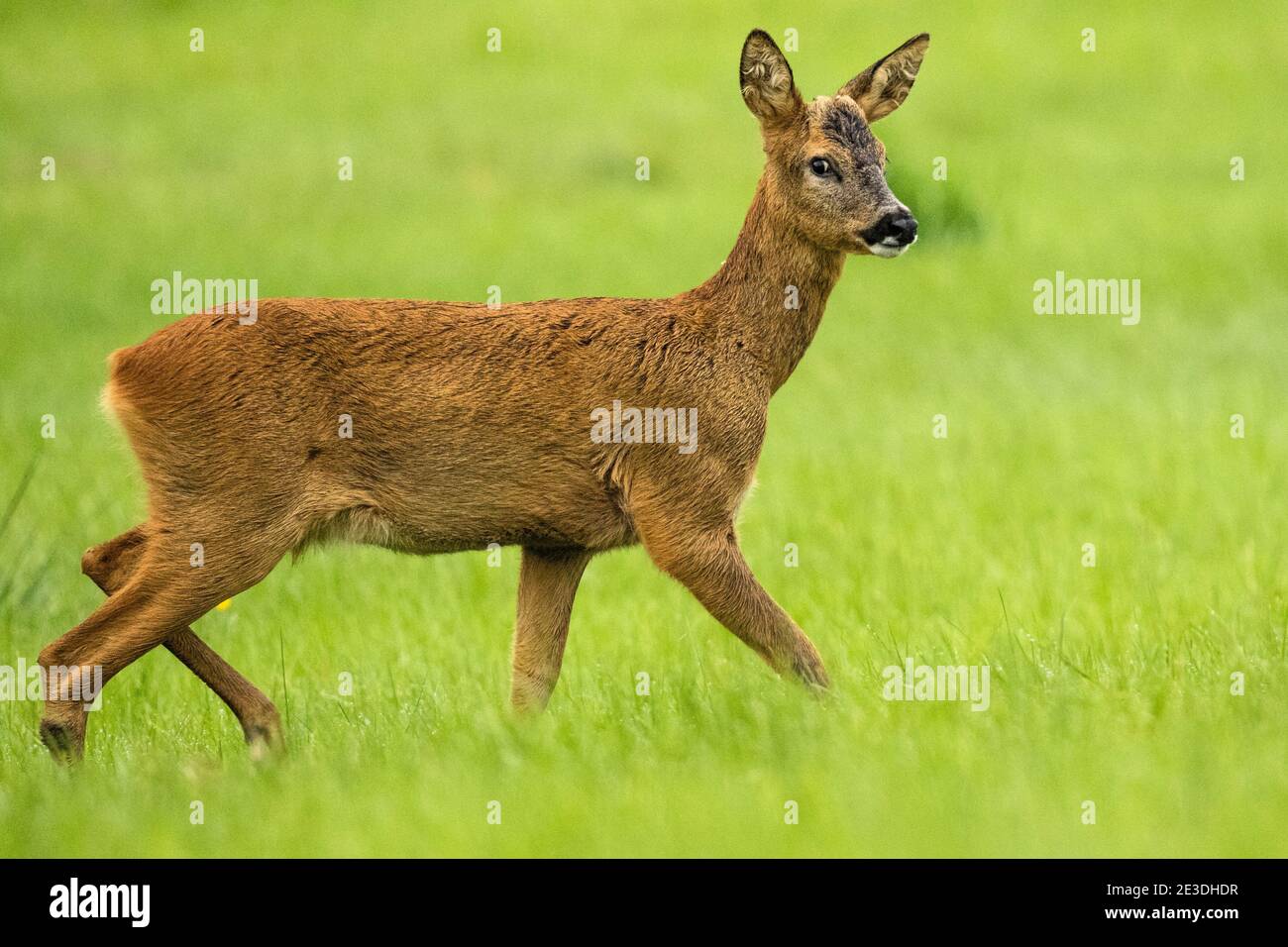 European Roe Deer (Capreolus capreolus Stock Photo - Alamy