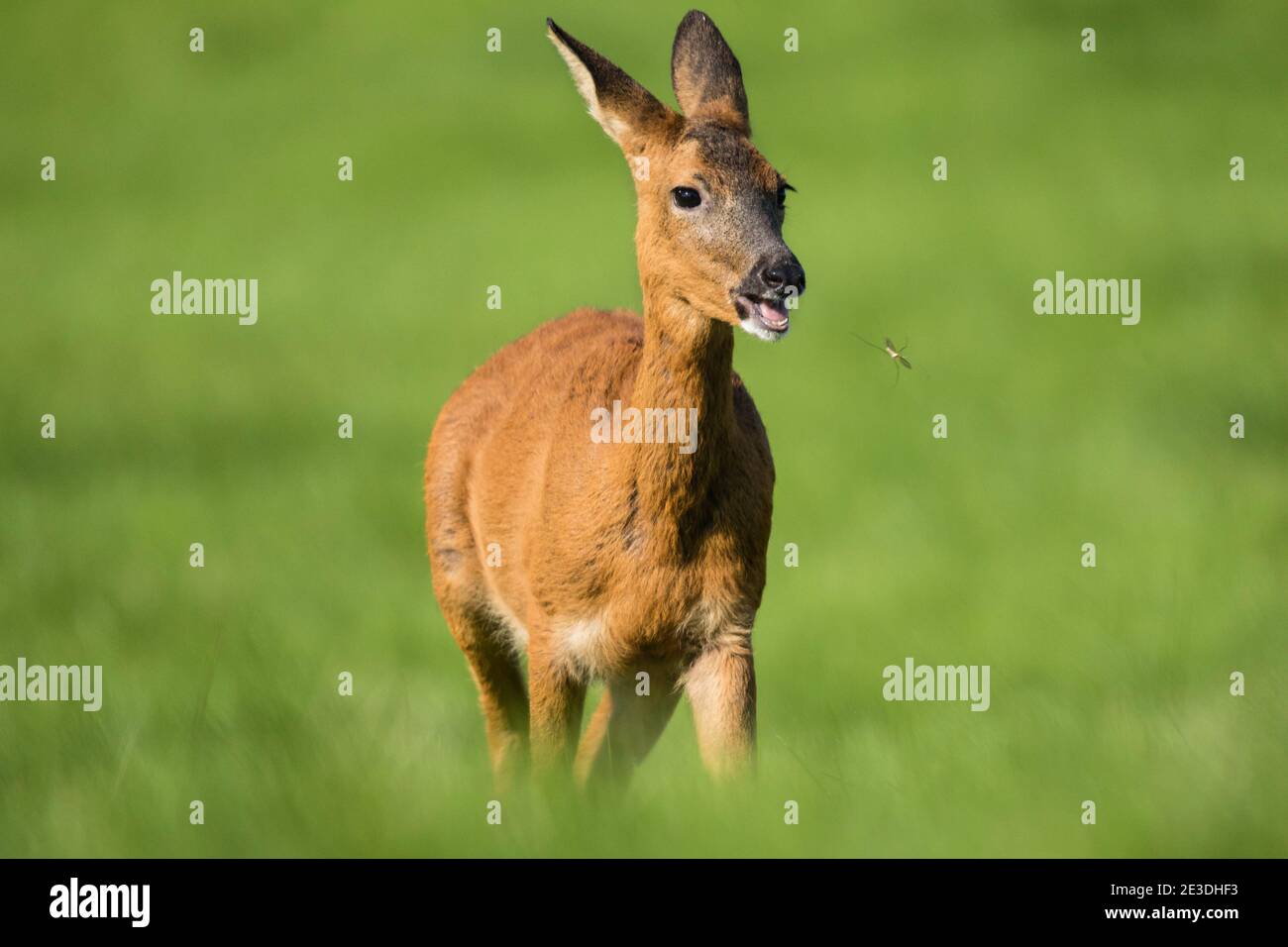 Roe deer photos hi-res stock photography and images - Alamy