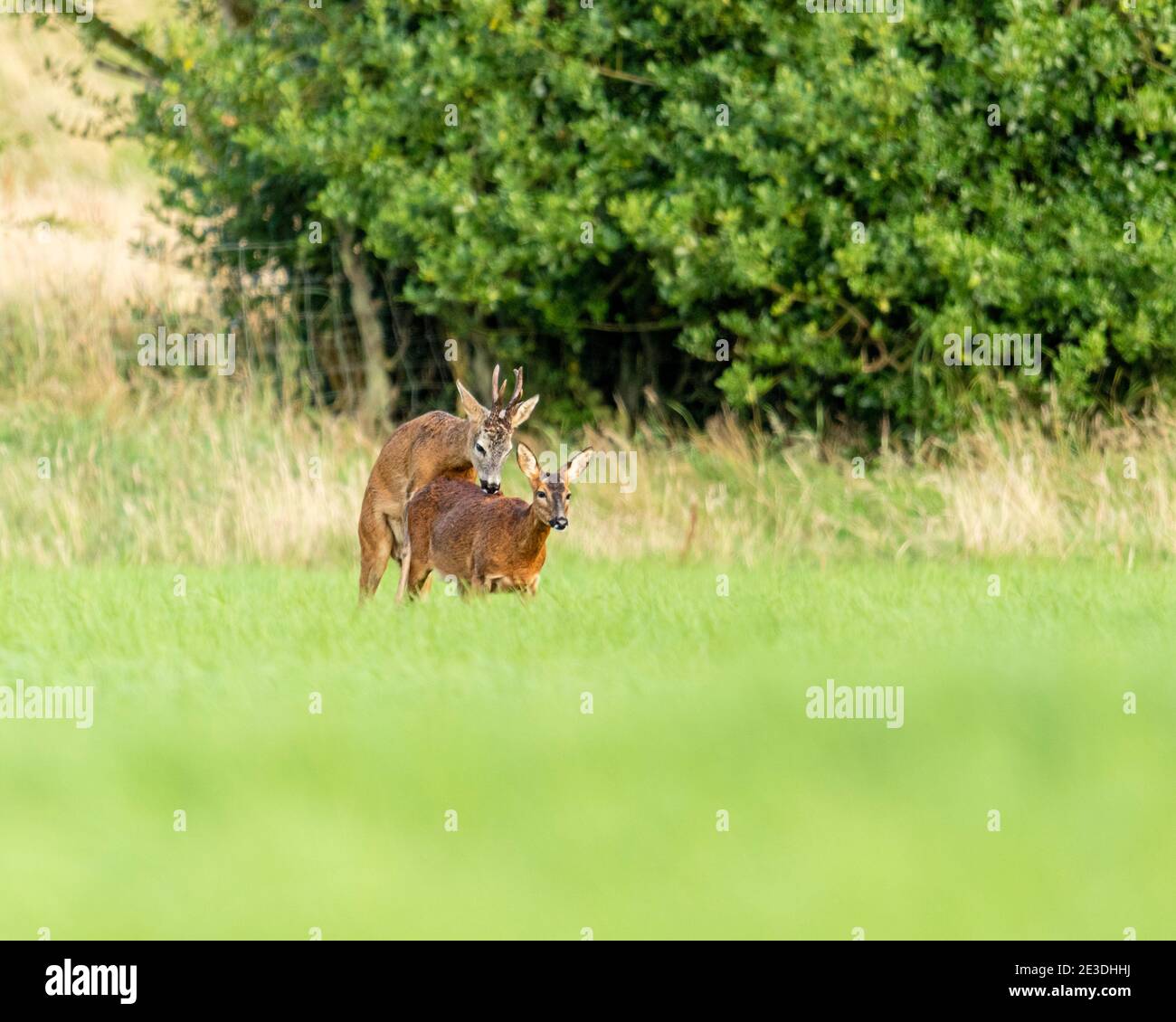 European Roe Deer (Capreolus capreolus Stock Photo - Alamy