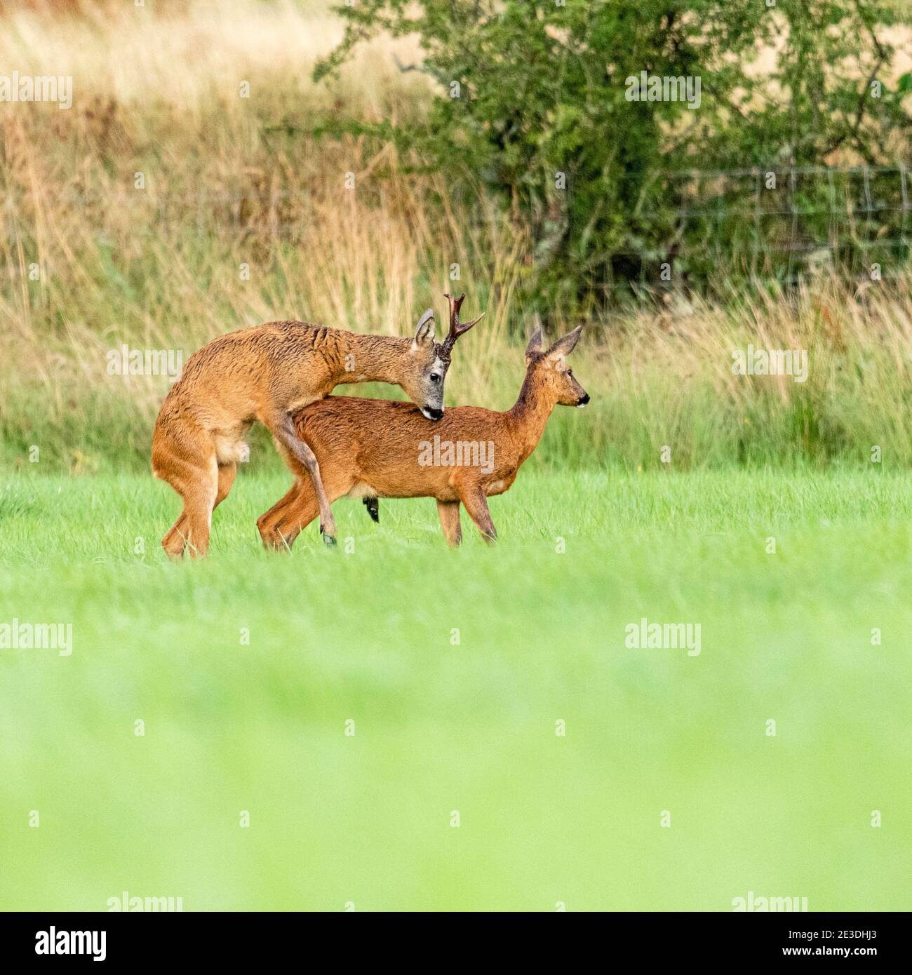 Roe deer photos hi-res stock photography and images - Alamy