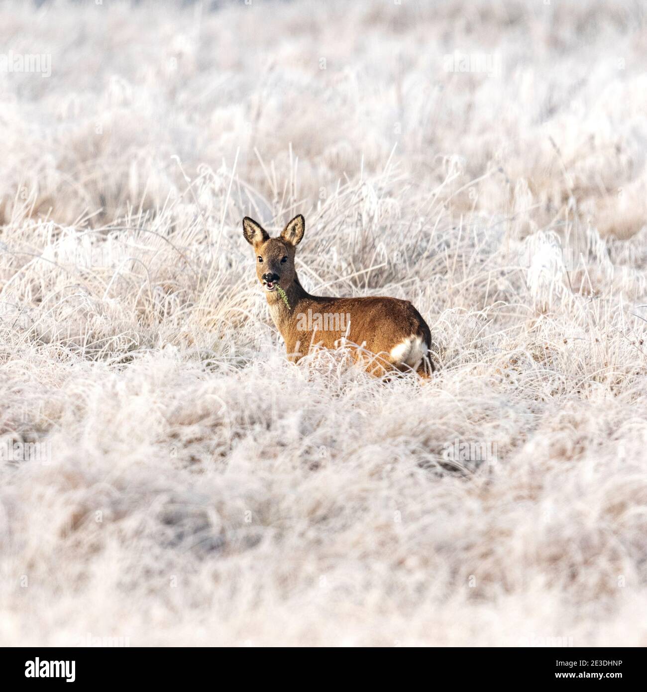 Roe deer photos hi-res stock photography and images - Alamy