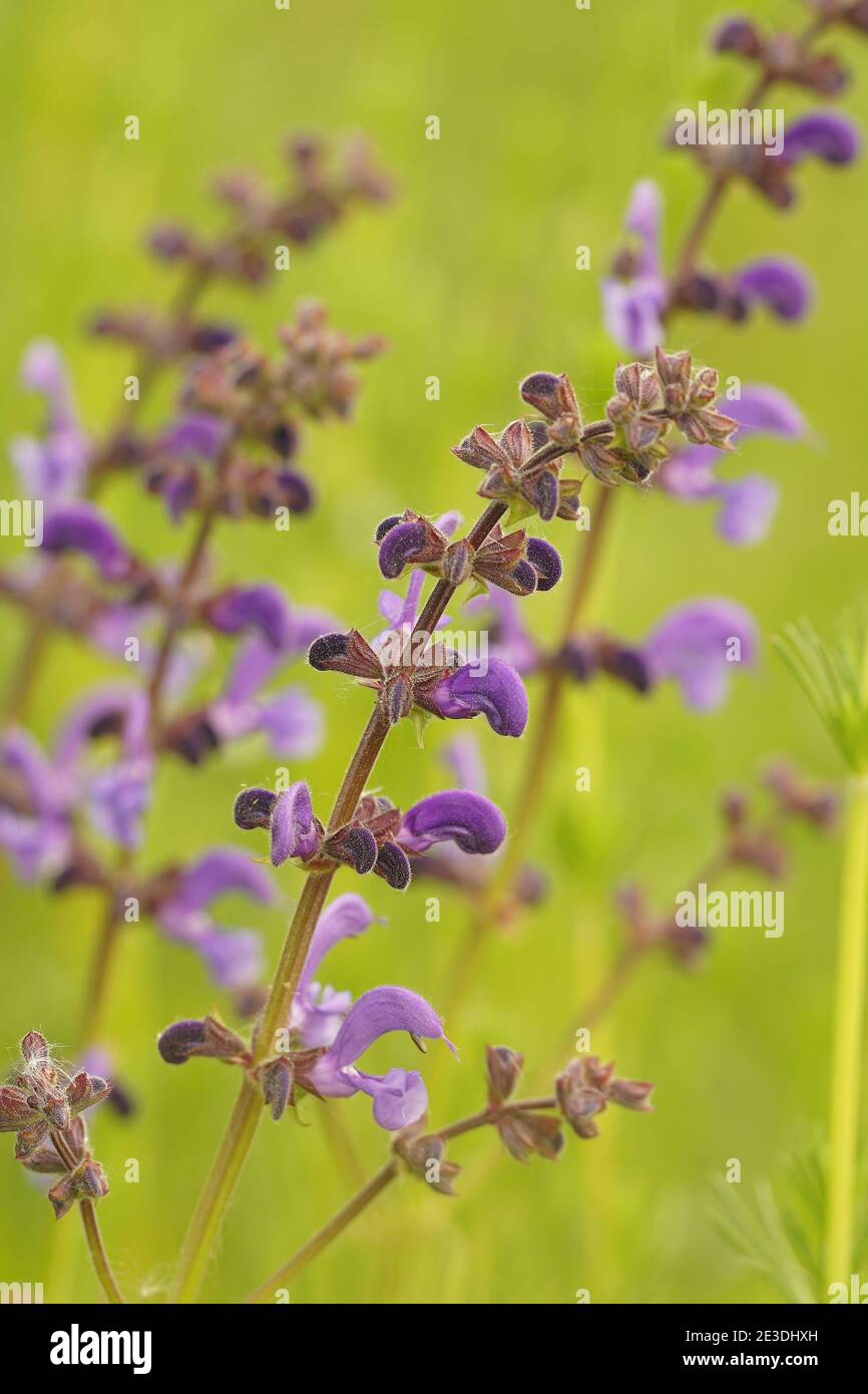 Colorful close up shot of purple meadow clary or meadow sage, Salvia ...