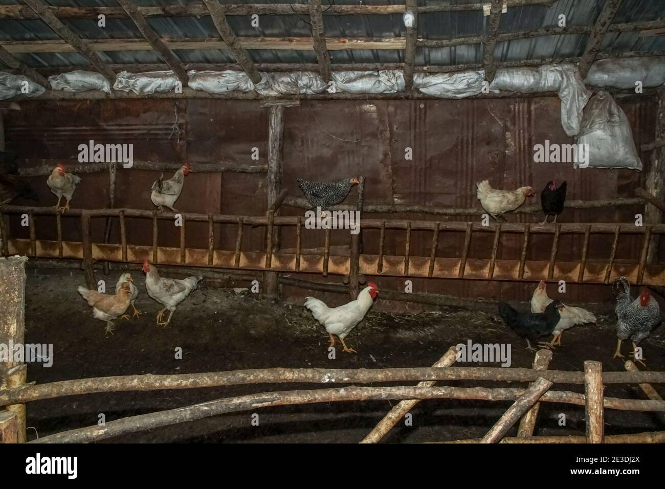Chicken walking in paddock. Ordinary rooster and chickens looking for ...