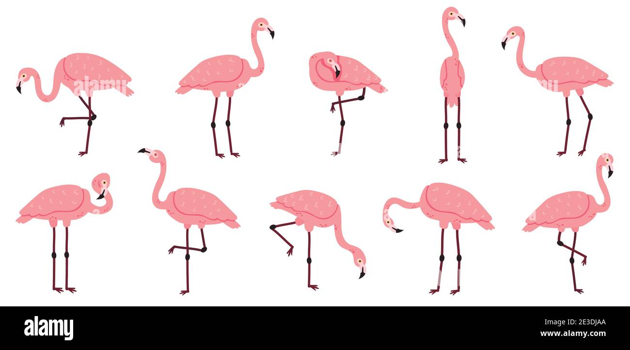 Pink flamingo. Exotic flamingos birds, rose feathers african animal ...