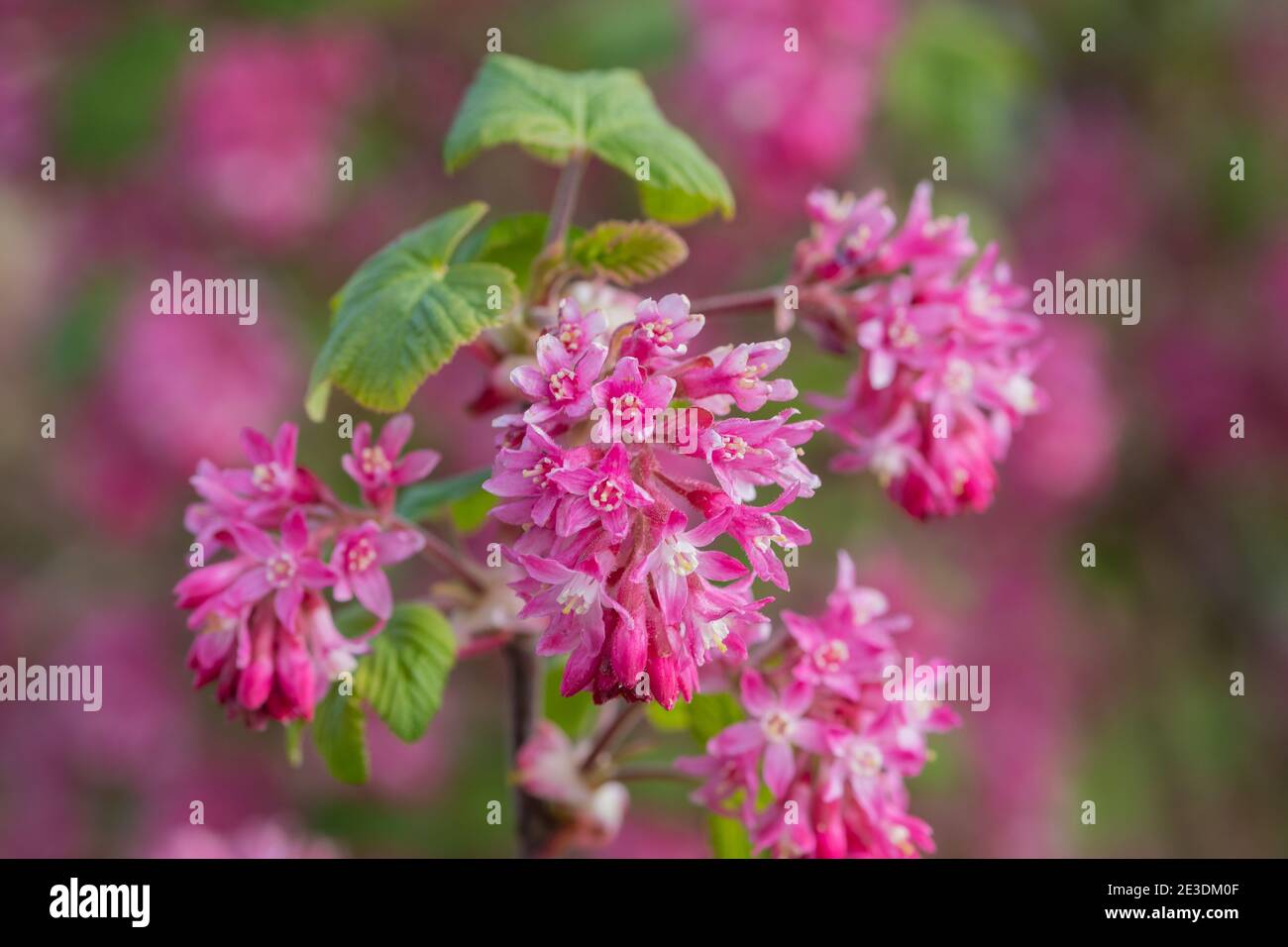 Close up of ribes sanguineum flowers in bloom Stock Photo - Alamy