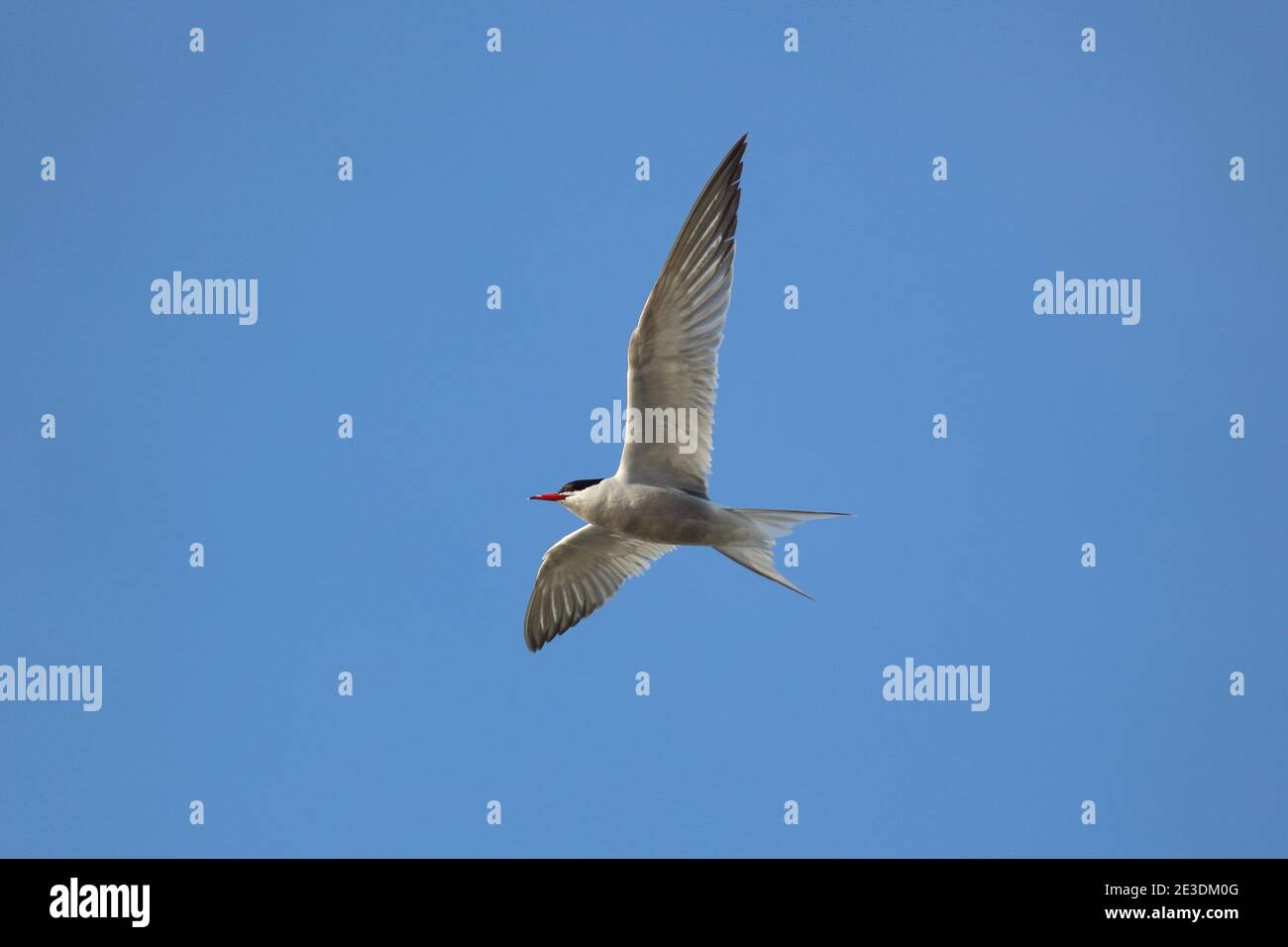 High flying bird hi-res stock photography and images - Alamy