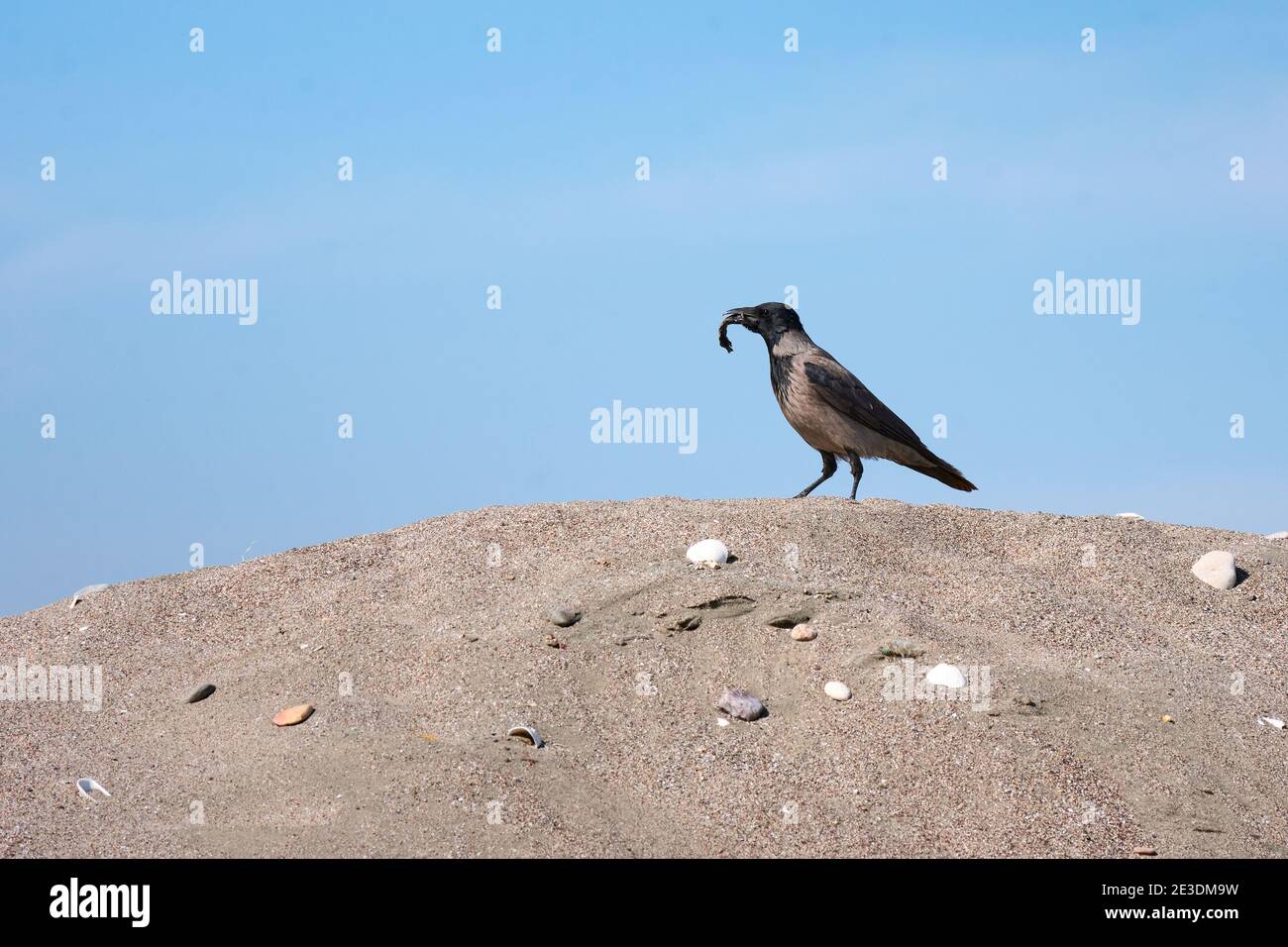 Raven carrying food hi-res stock photography and images - Alamy