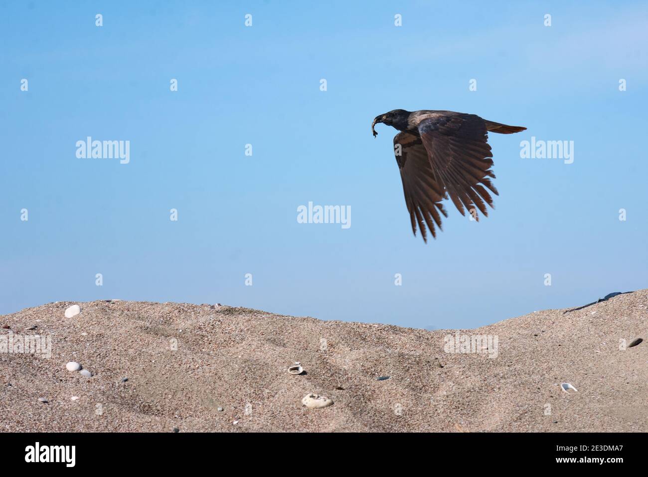 Raven carrying food hi-res stock photography and images - Alamy