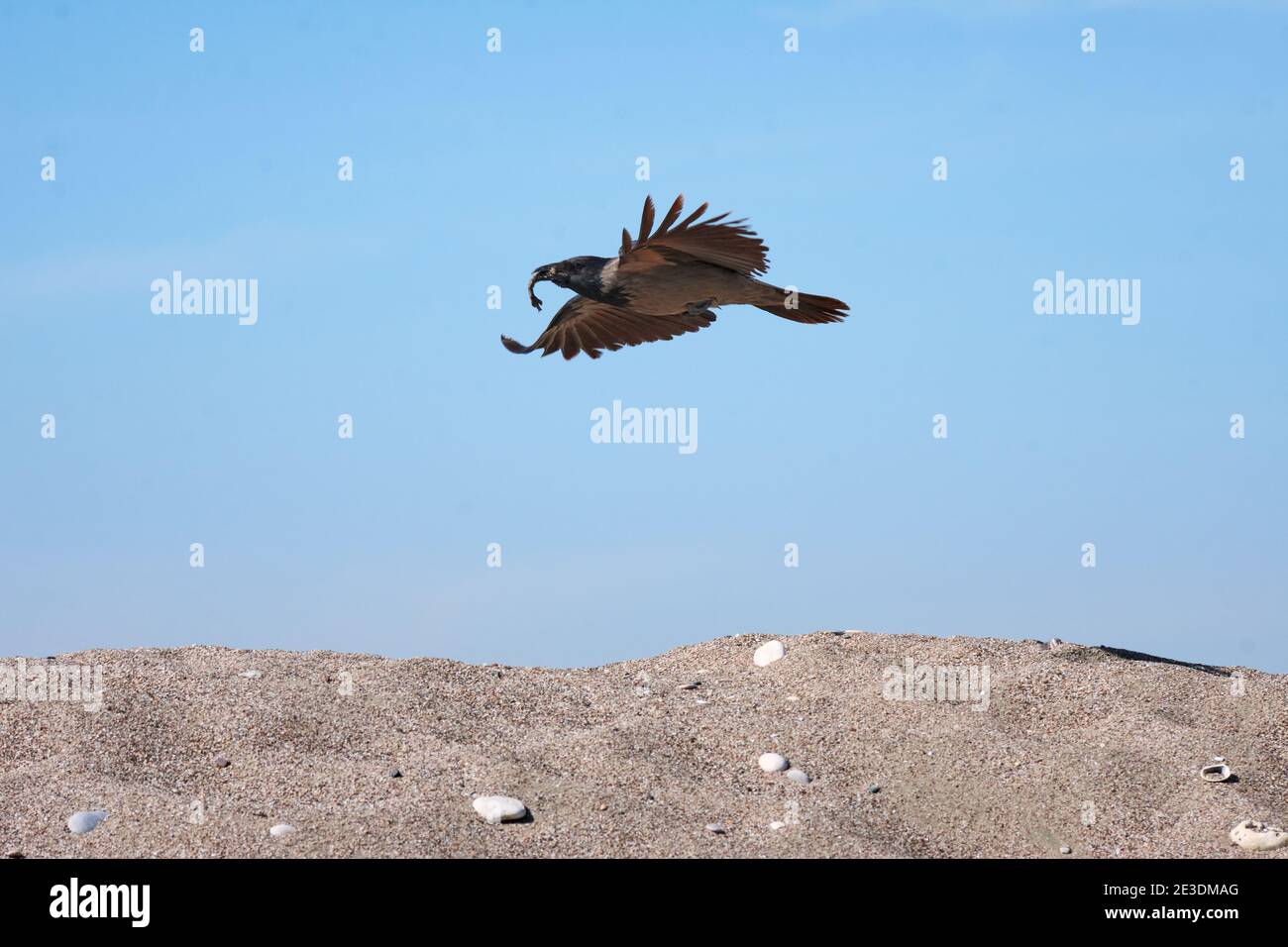 Black raven carrying food in his beak Stock Photo - Alamy
