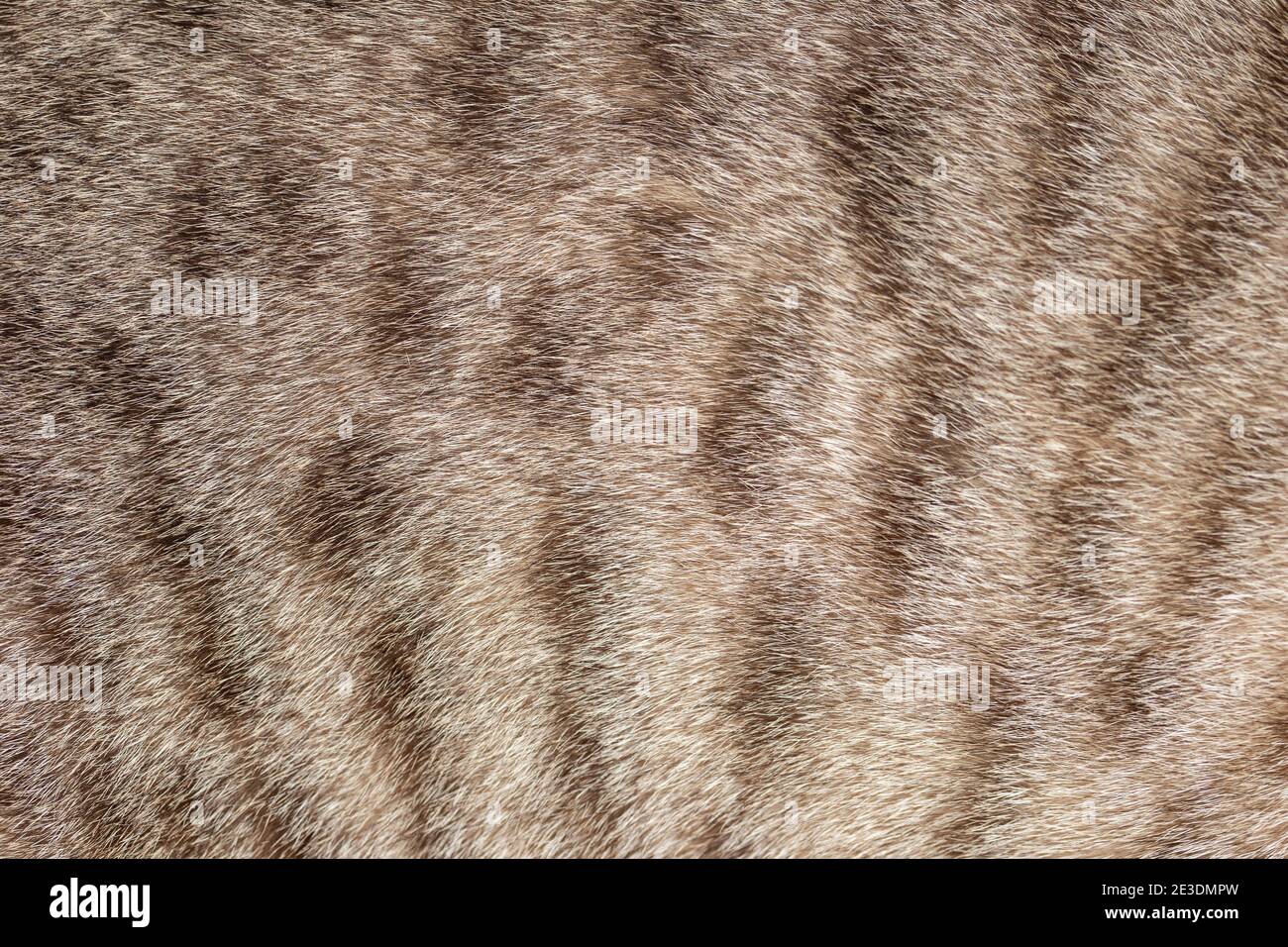 Cat texture hi-res stock photography and images - Alamy