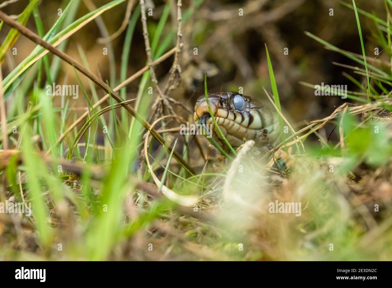 Grass snakes natrix non hi-res stock photography and images - Alamy