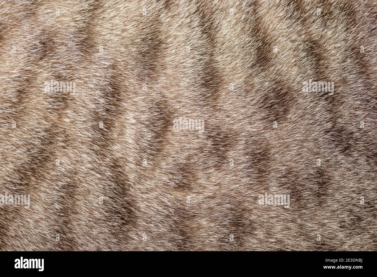Cat texture hi-res stock photography and images - Alamy