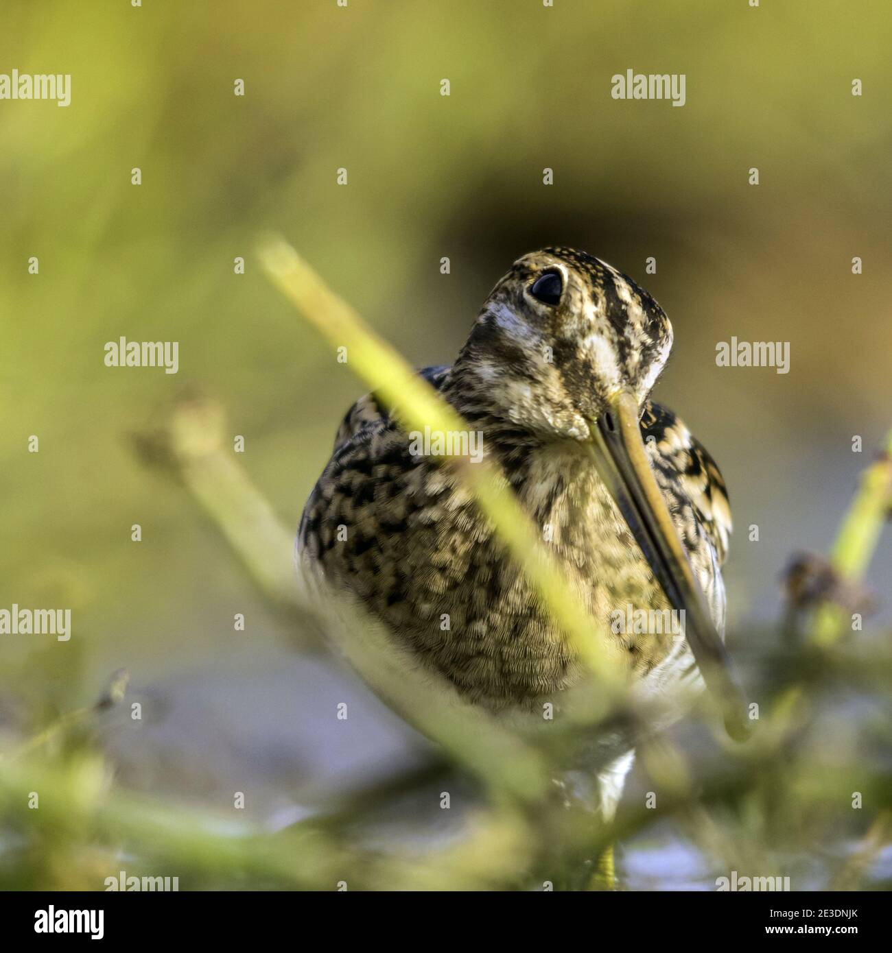 Common snipe (Gallinago gallinago Stock Photo - Alamy