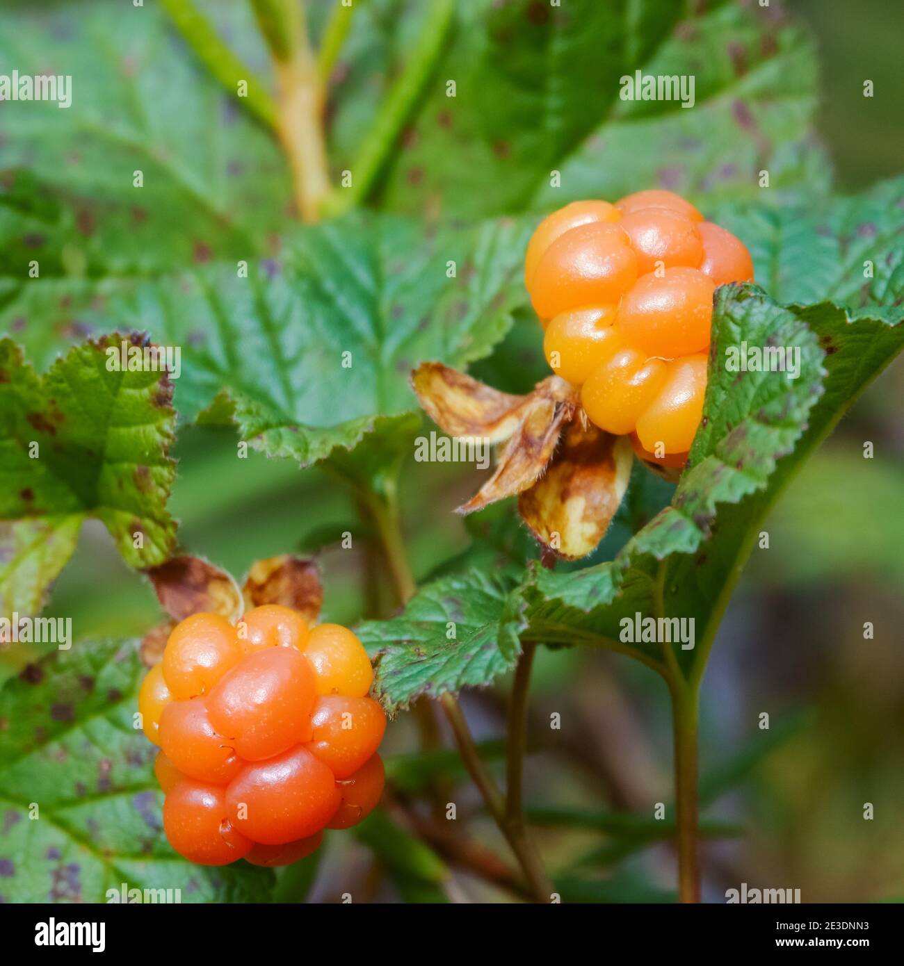 Cloudberry food hi-res stock photography and images - Alamy