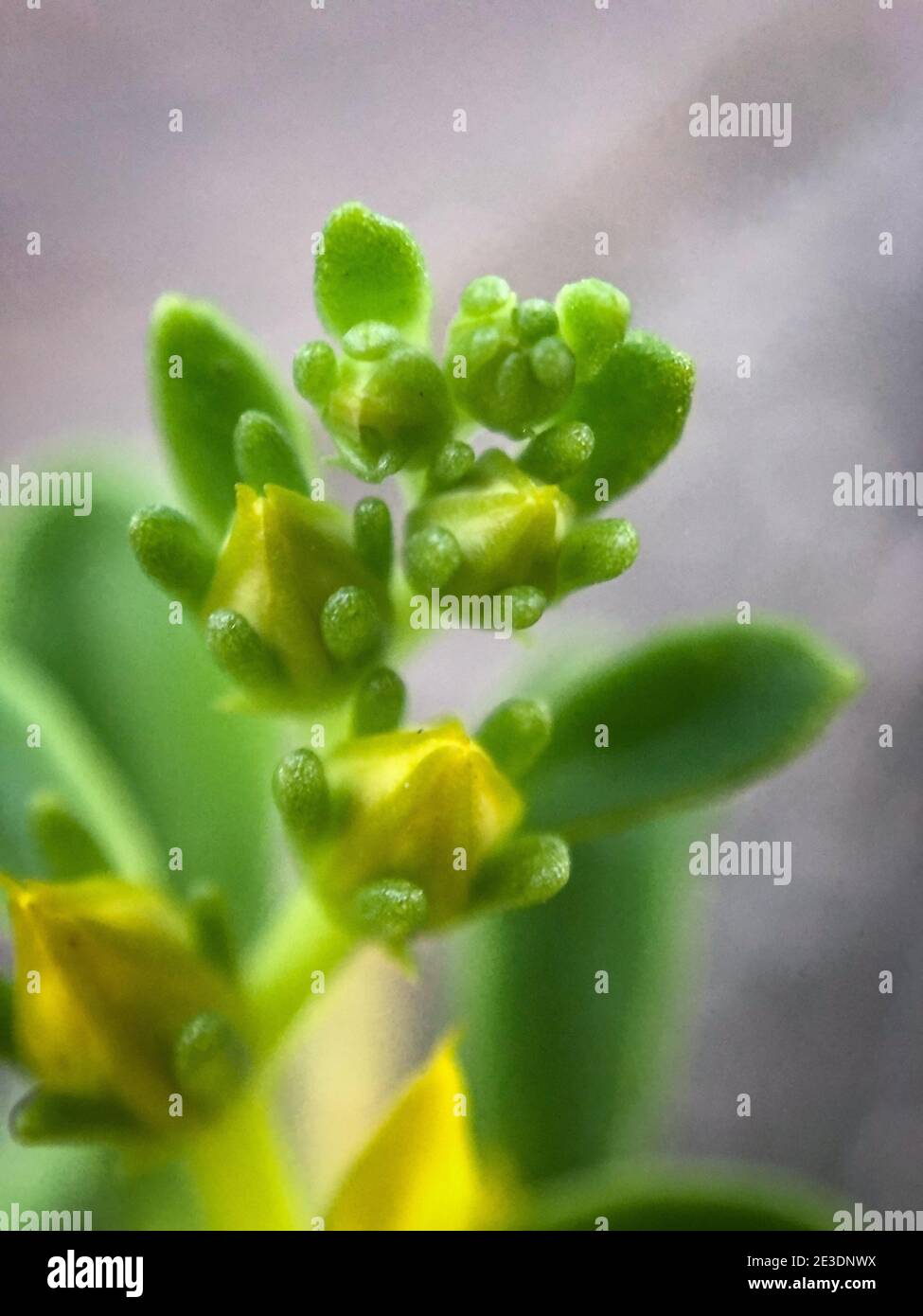 Vertical shot of the buds of a blooming plant Stock Photo - Alamy