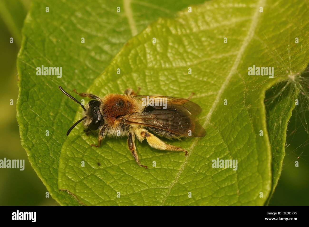 A female Early Mining Bee, Andrena haemorrhoa, resting on a leaf Stock ...